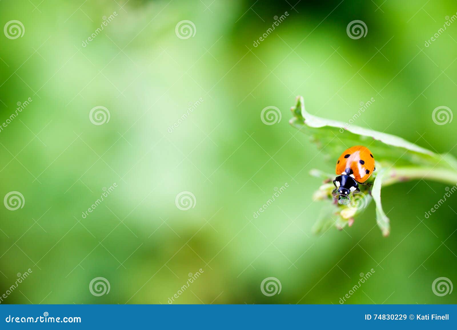 Ladybug stock image. Image of garden, herbal, colors - 74830229