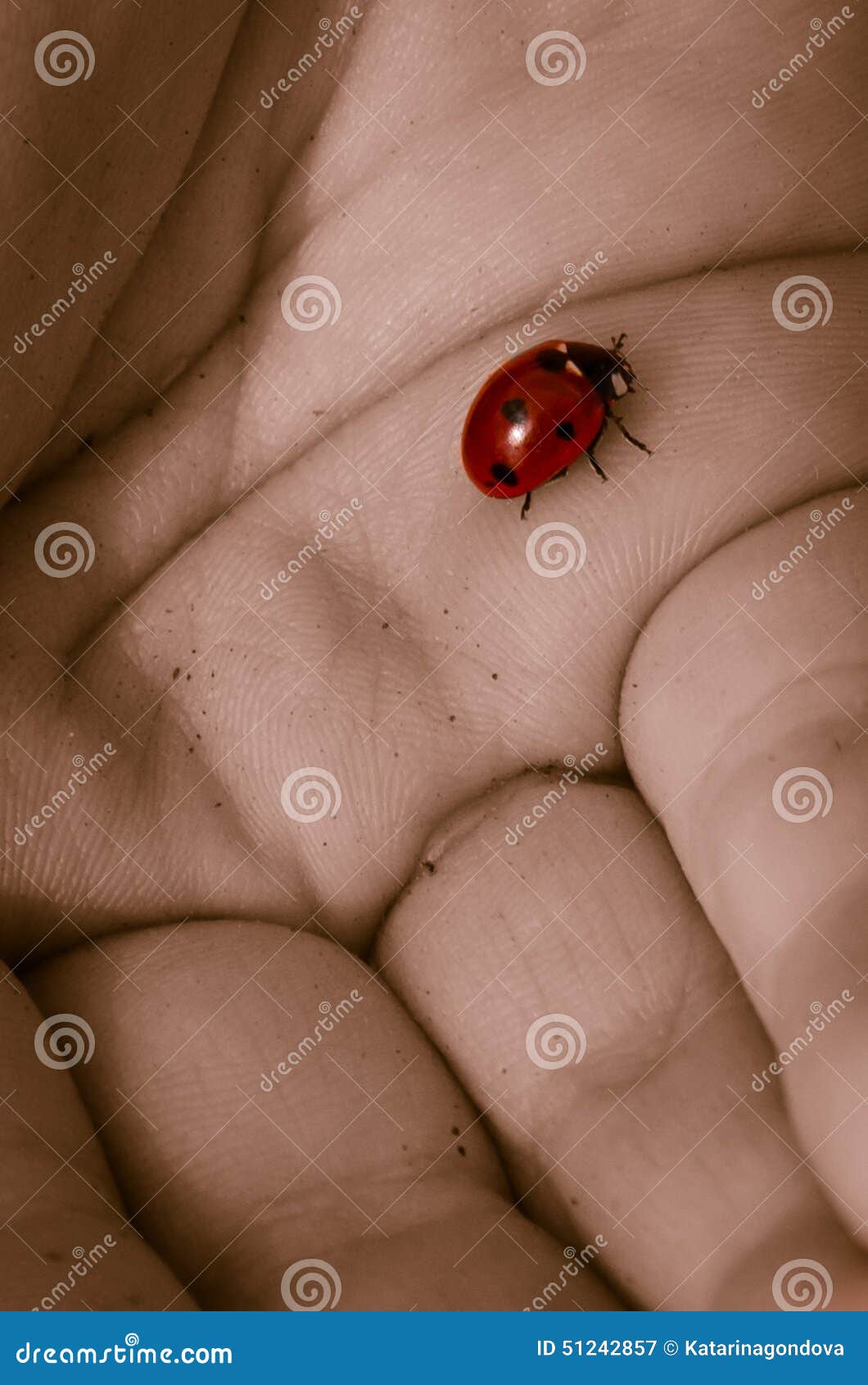 Ladybug stock image. Image of mouth, flesh, hand, palm - 51242857