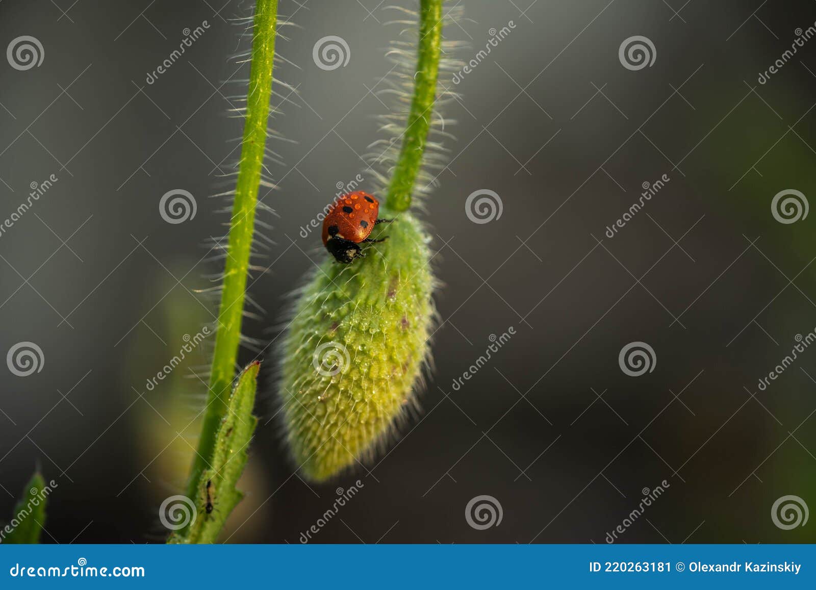 Ladybug on a Red Poppy Bud, Incredible Wildlife Stock Image - Image of ...