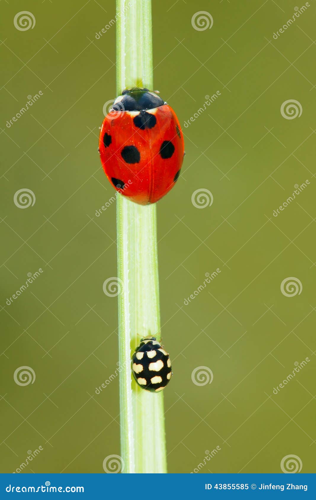 Ladybug stock image. Image of beetles, wildlife, natural - 43855585