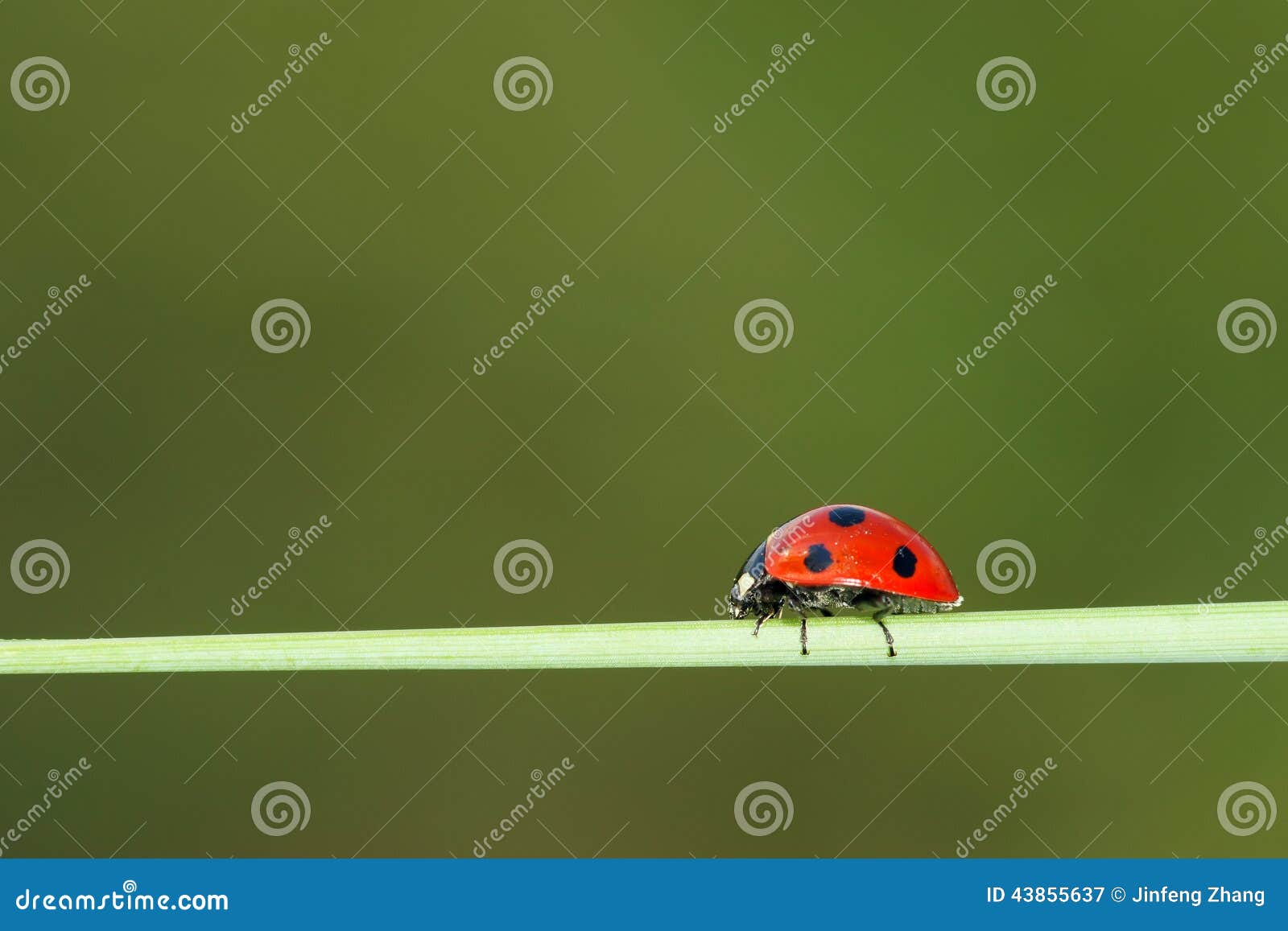 Ladybug stock image. Image of animals, ladybugs, animal - 43855637
