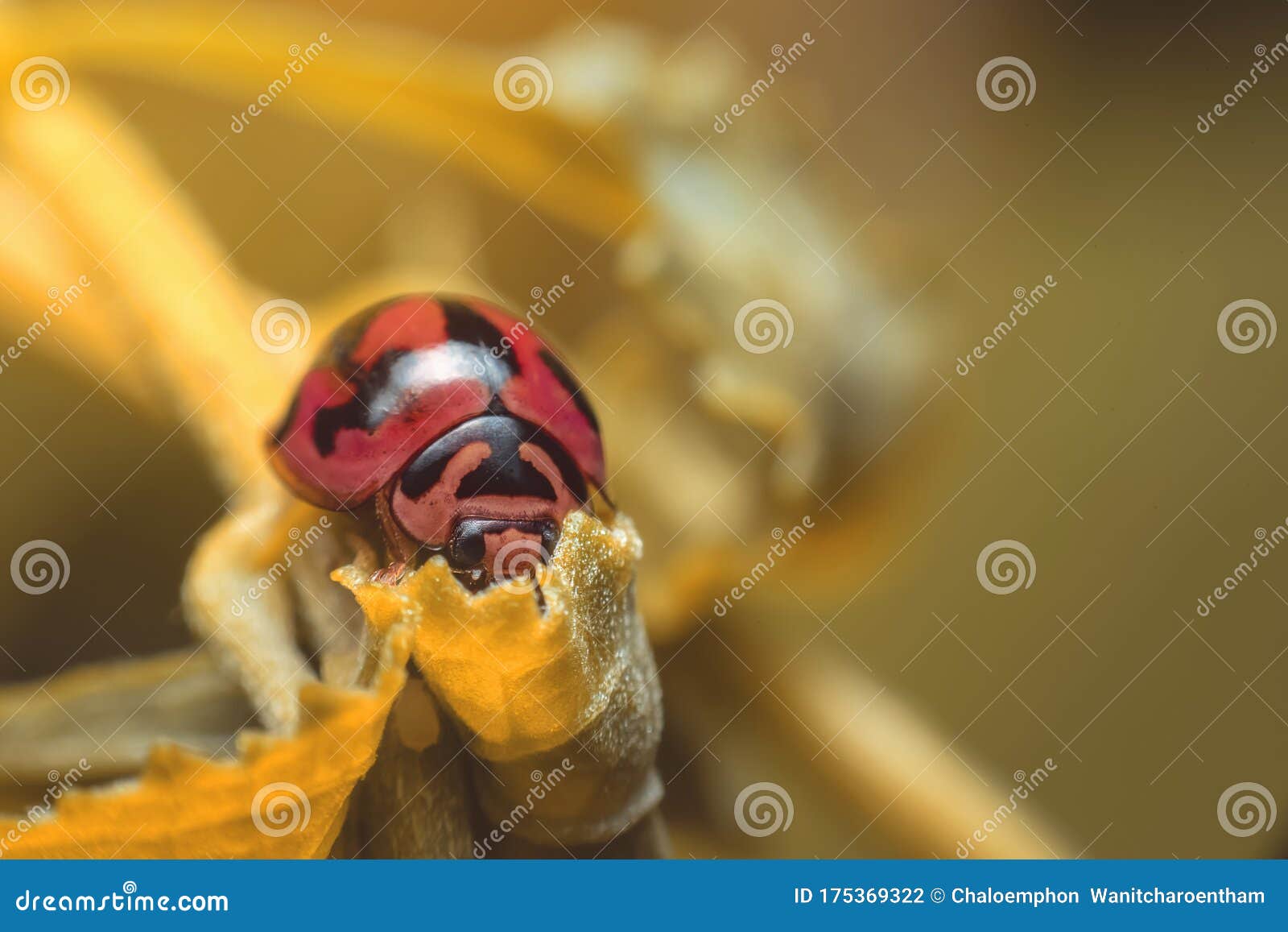 Ladybug with Red Stripes, Black, Walking on Leaves, Beautiful Morning ...