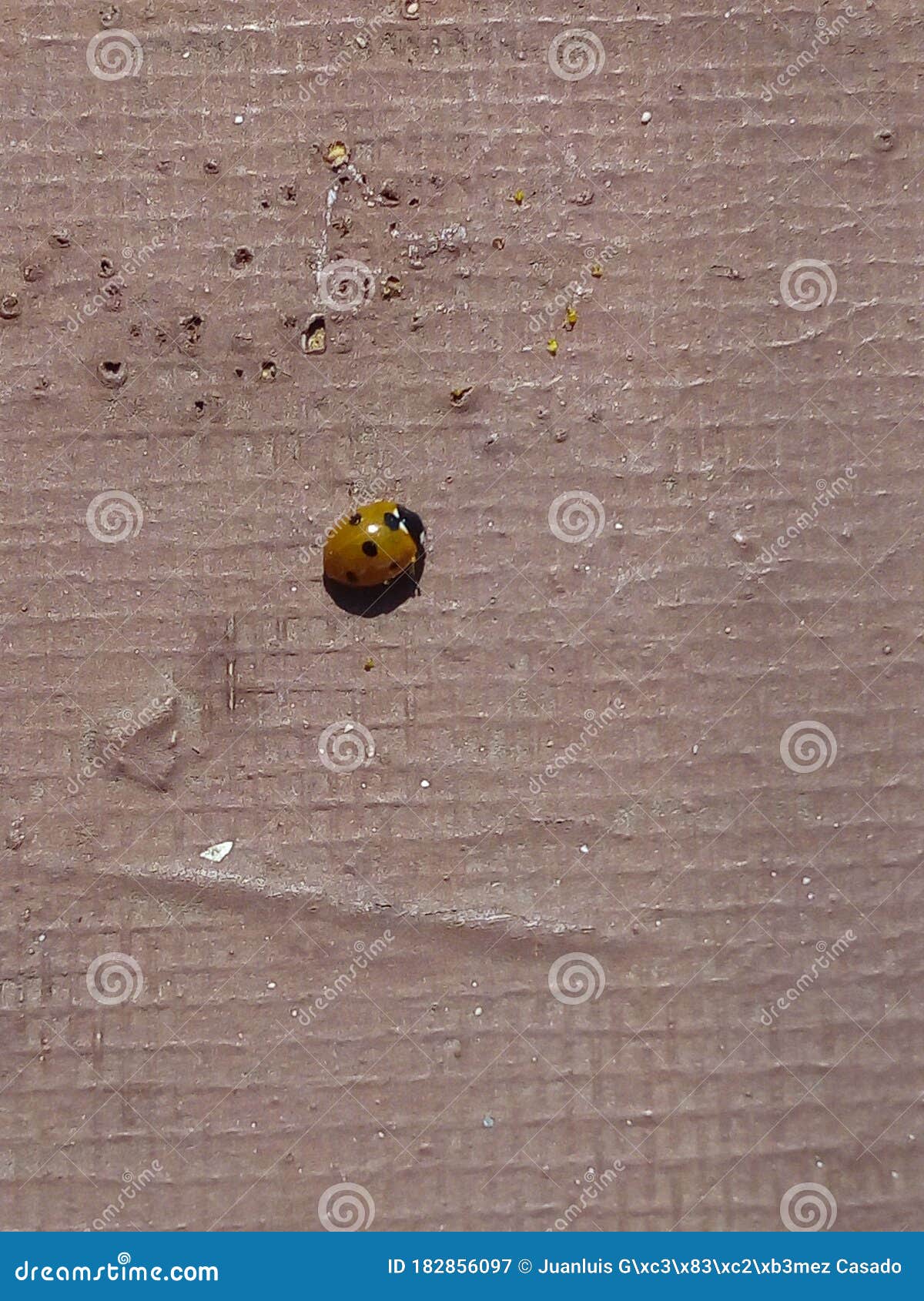 Ladybug in reed floor stock image. Image of nqture, ladybug - 182856097
