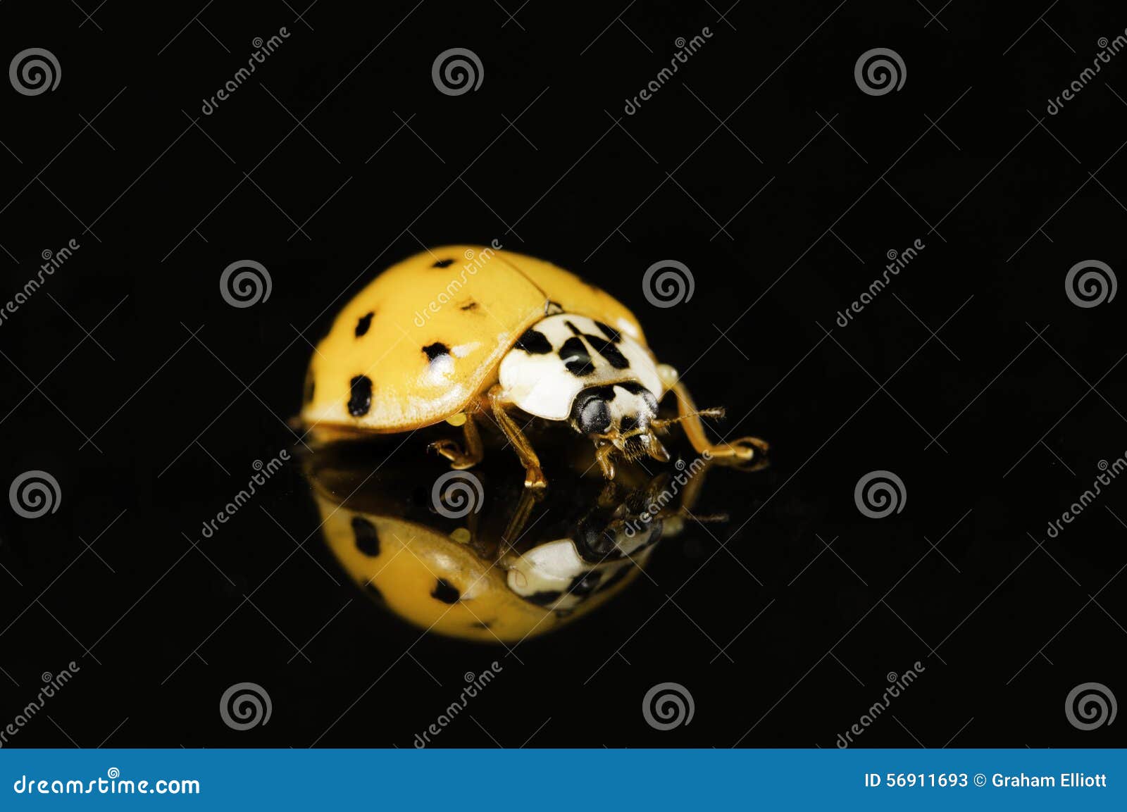 Ladybug with Reflection Isolated on Black Stock Image - Image of fire ...
