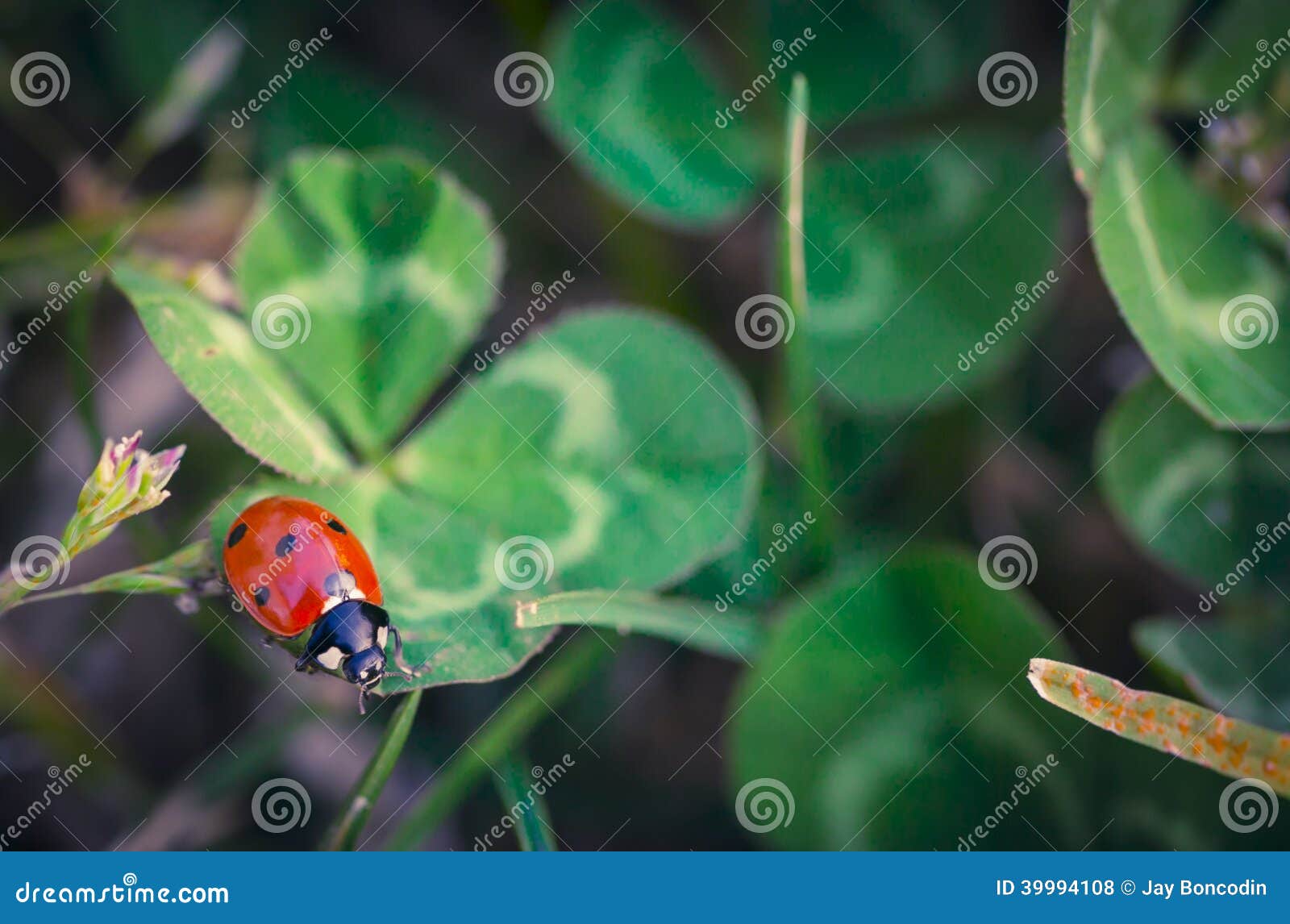 Ladybug stock photo. Image of four, leaf, autumn, life - 39994108
