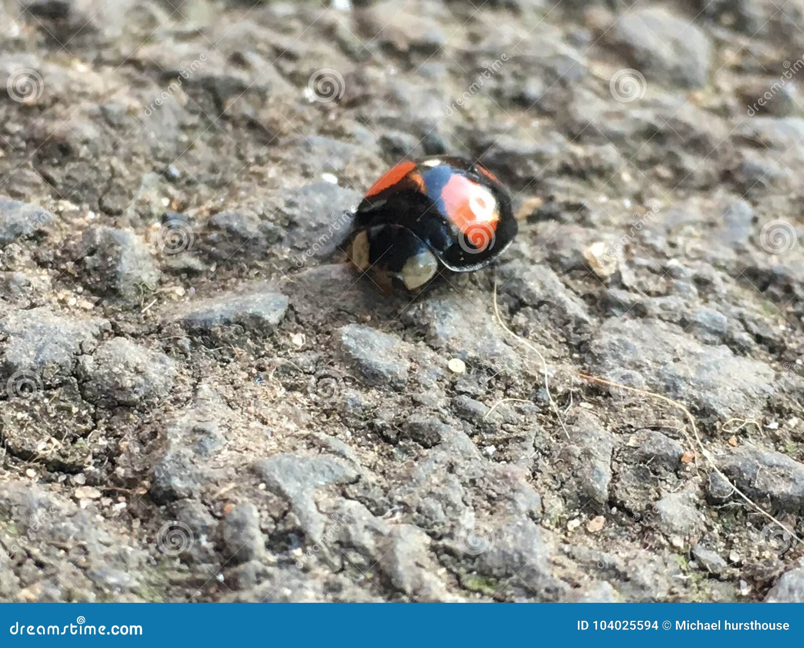 Ladybug stock photo. Image of ground, ladybug, resting - 104025594