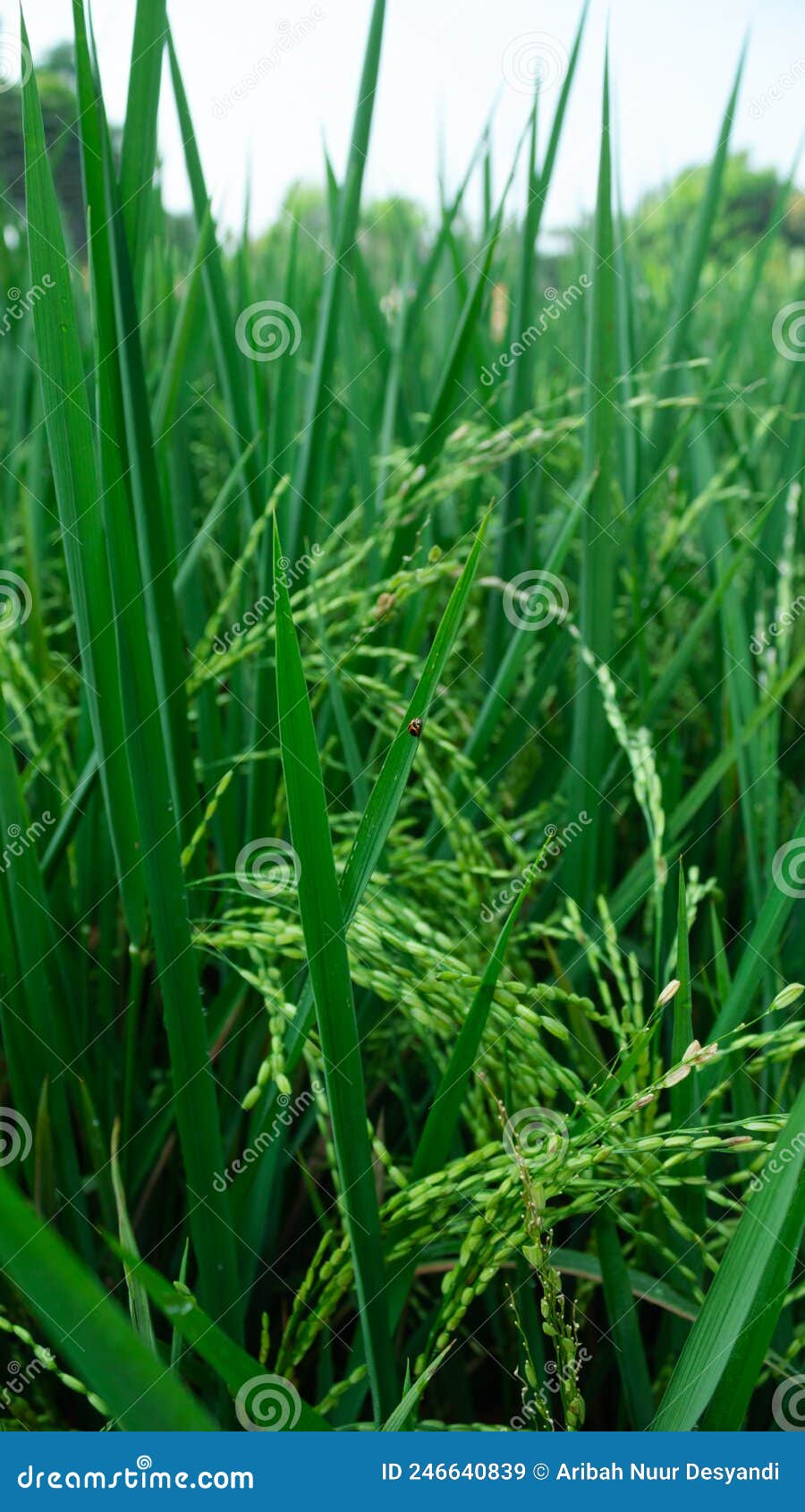 Ladybug on rice leaves stock image. Image of biology - 246640839
