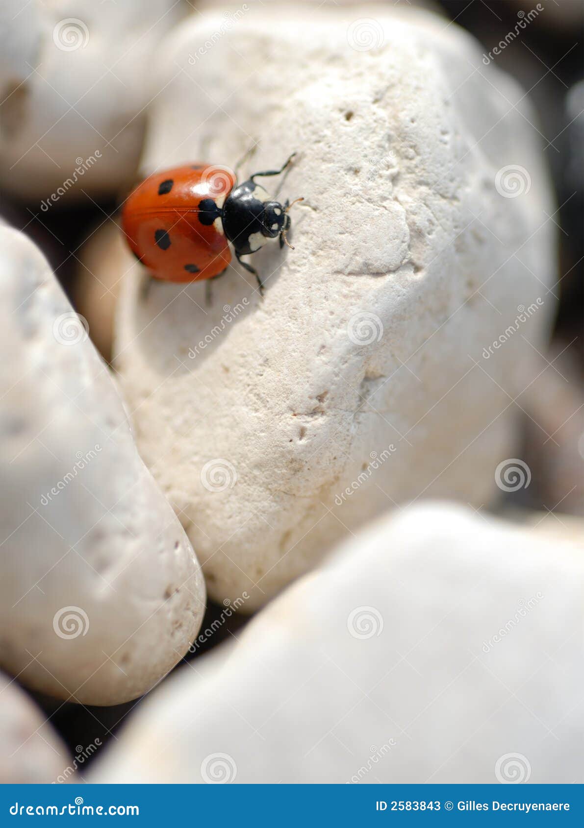 Ladybug on Rocks stock image. Image of pebble, arthropod - 2583843