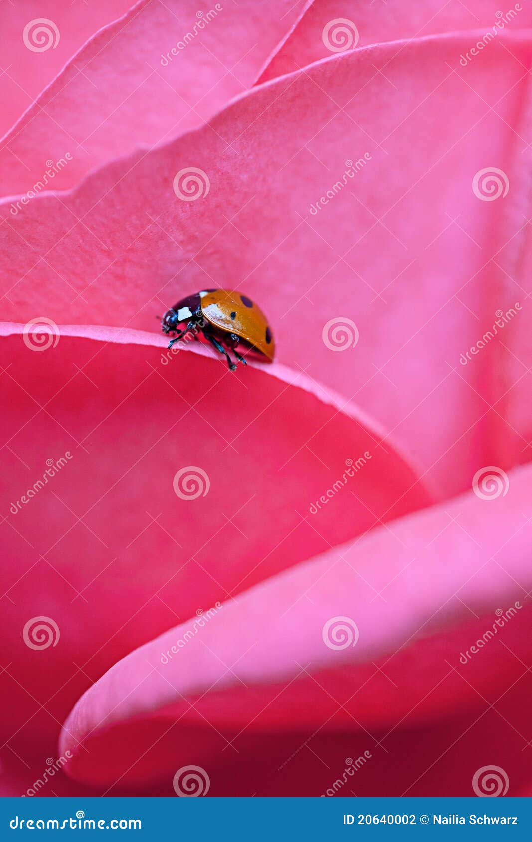 Ladybug On Rose Royalty-Free Stock Photo | CartoonDealer.com #4912725