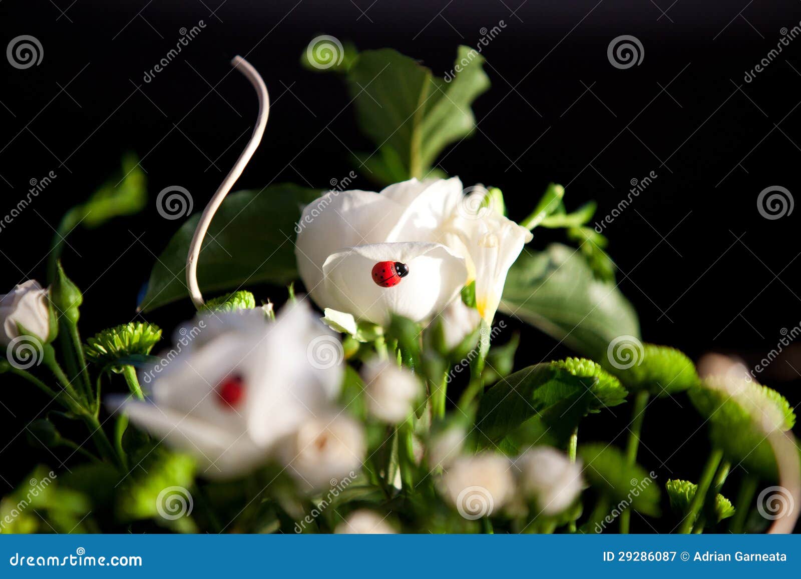 Ladybug On Rose Royalty-Free Stock Photo | CartoonDealer.com #4912725