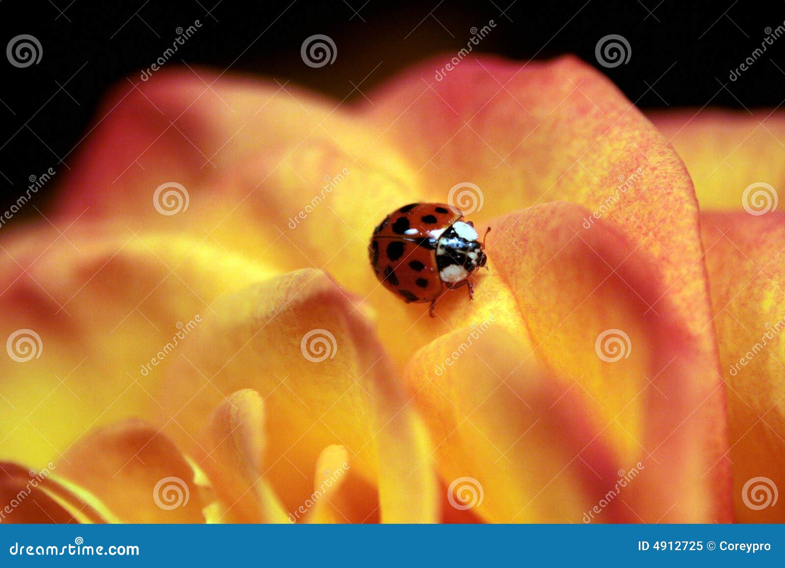 Ladybug On Rose Royalty-Free Stock Photo | CartoonDealer.com #4912725