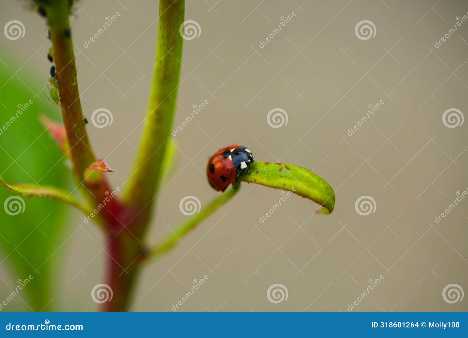 Ladybug on Rose, in the Background, Ants and Lice Stock Photo - Image ...