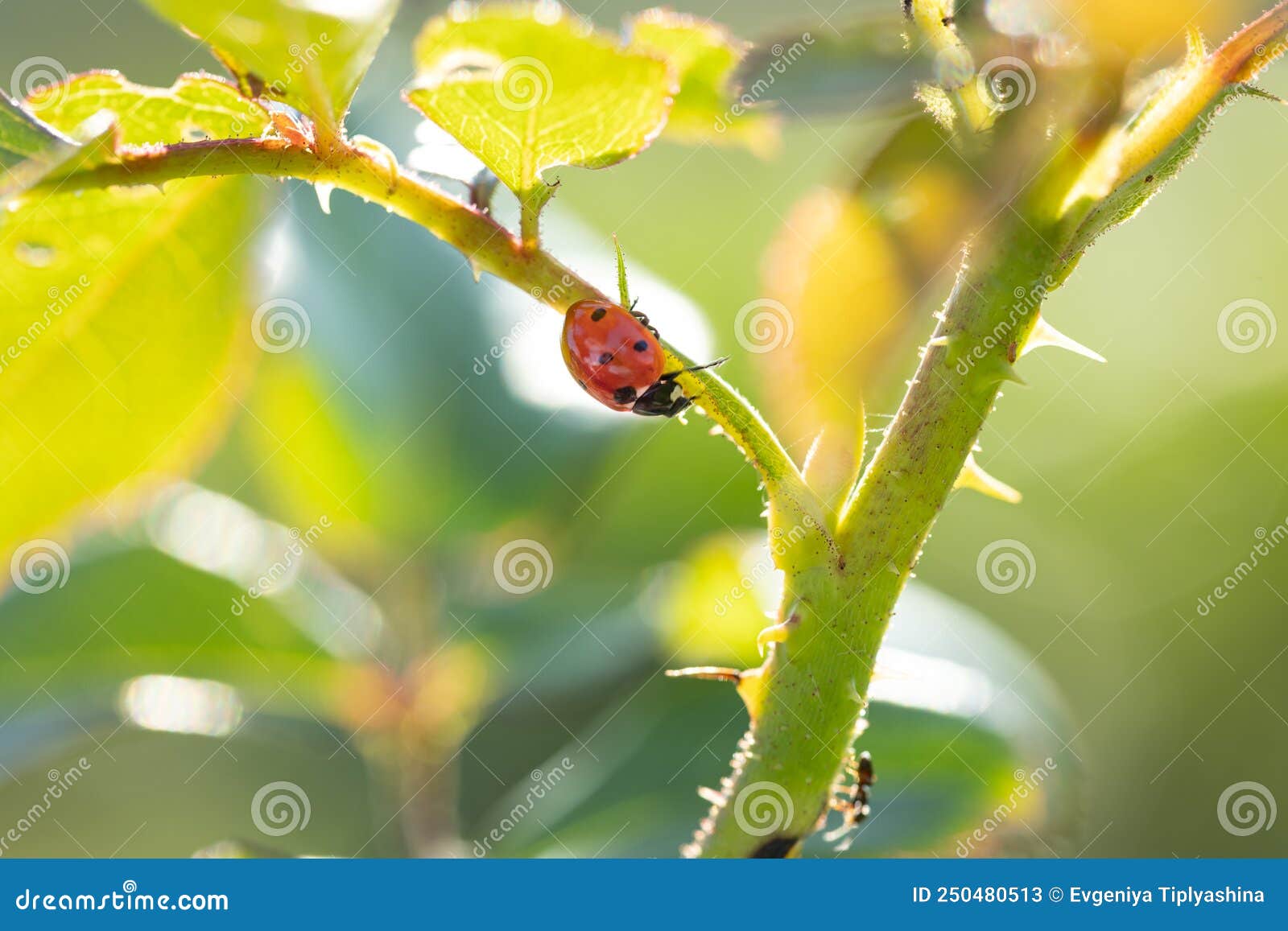 Ladybug on a rose stock image. Image of flowers, wildlife - 250480513