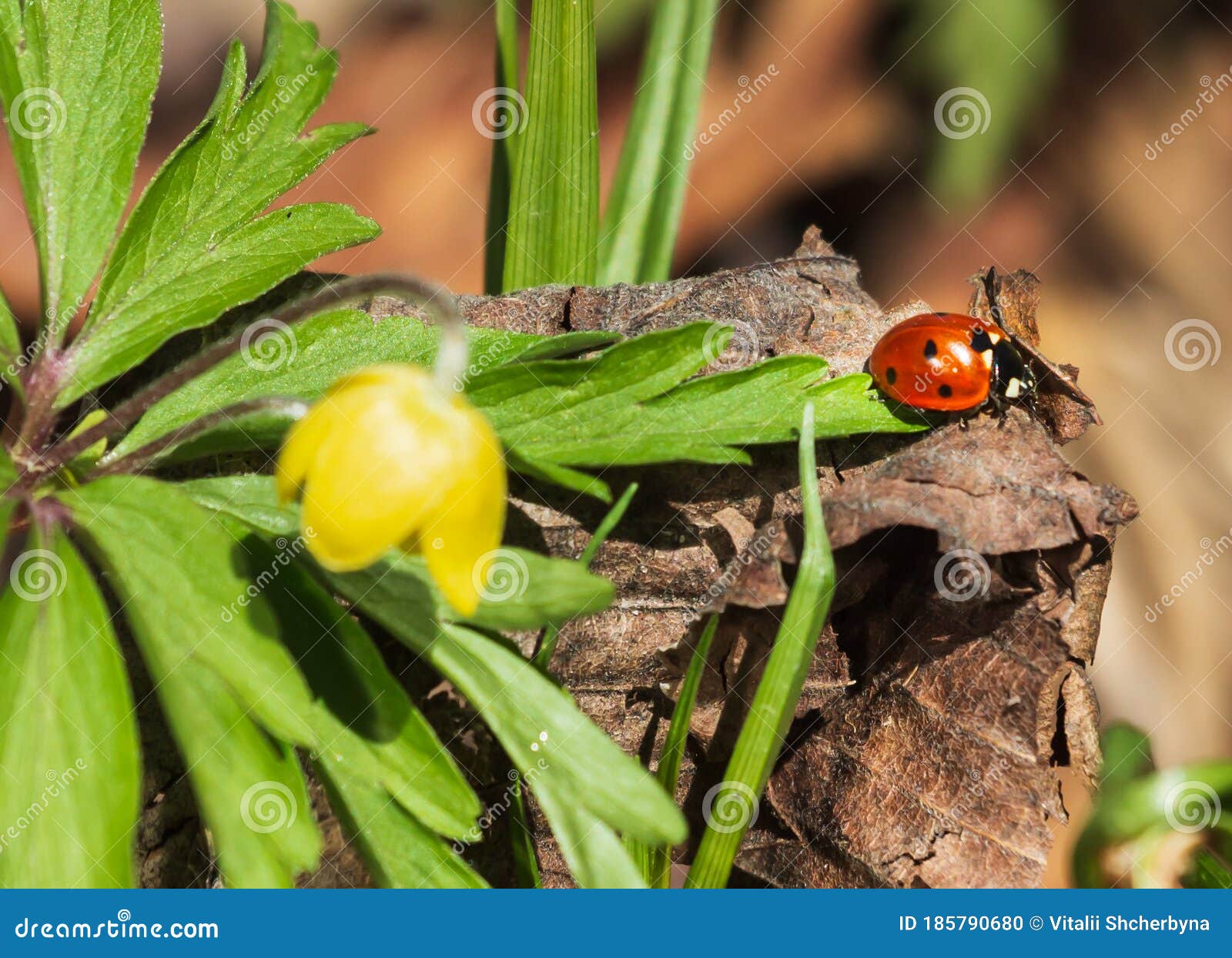 Ladybug Running Along on Blade of Green Grass Stock Photo - Image of ...