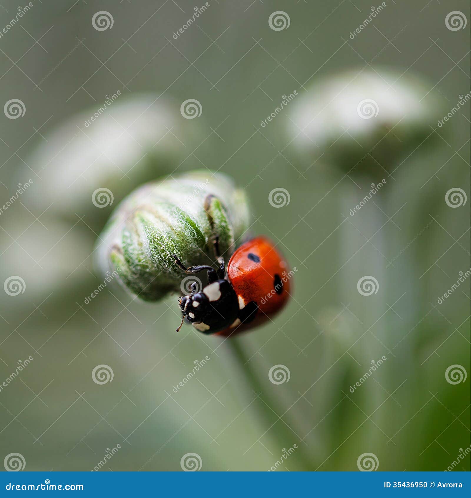 Ladybug Running Along on Blade of Green Grass. Beautiful Nature Stock ...