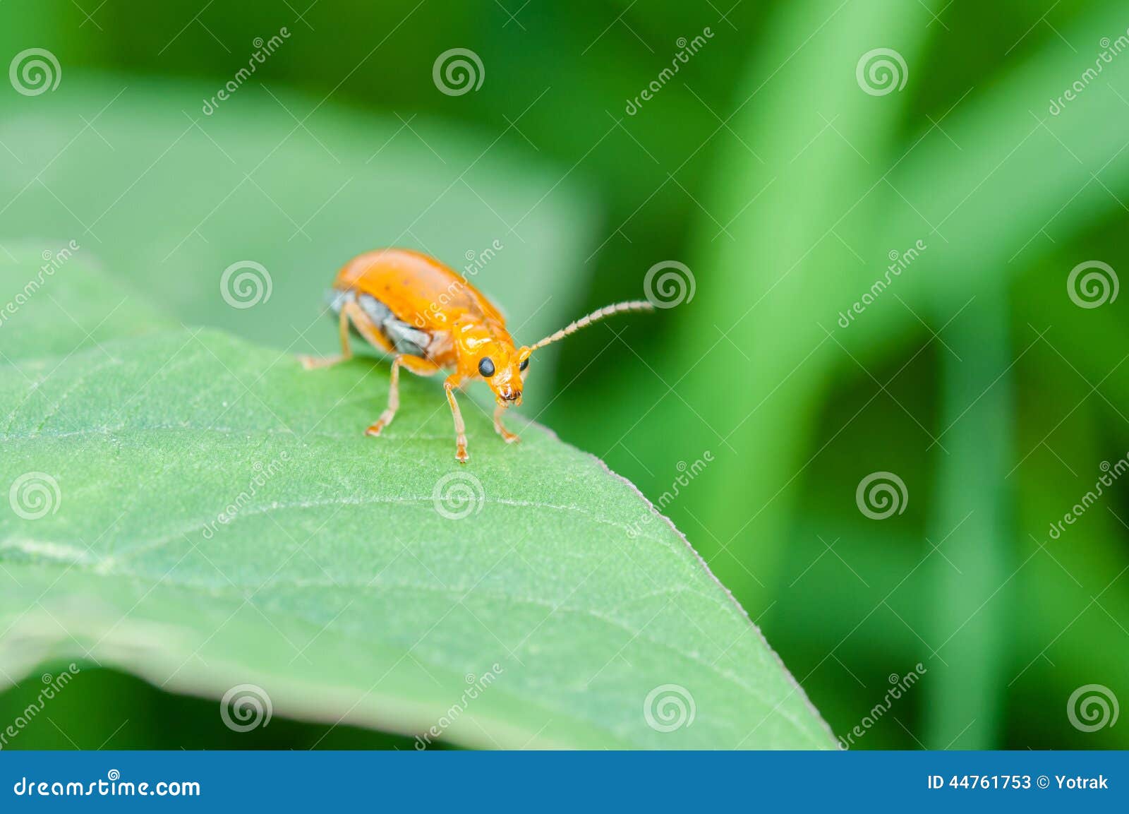 Ladybug running along stock image. Image of entomology - 44761753