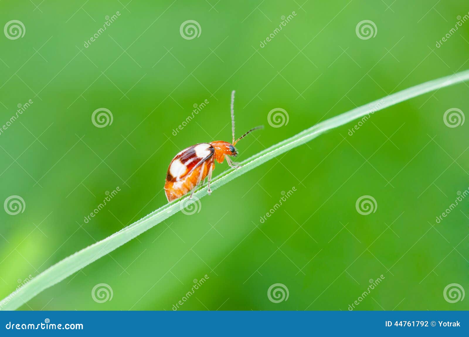 Ladybug stock photo. Image of details, leafs, life, close - 44761792