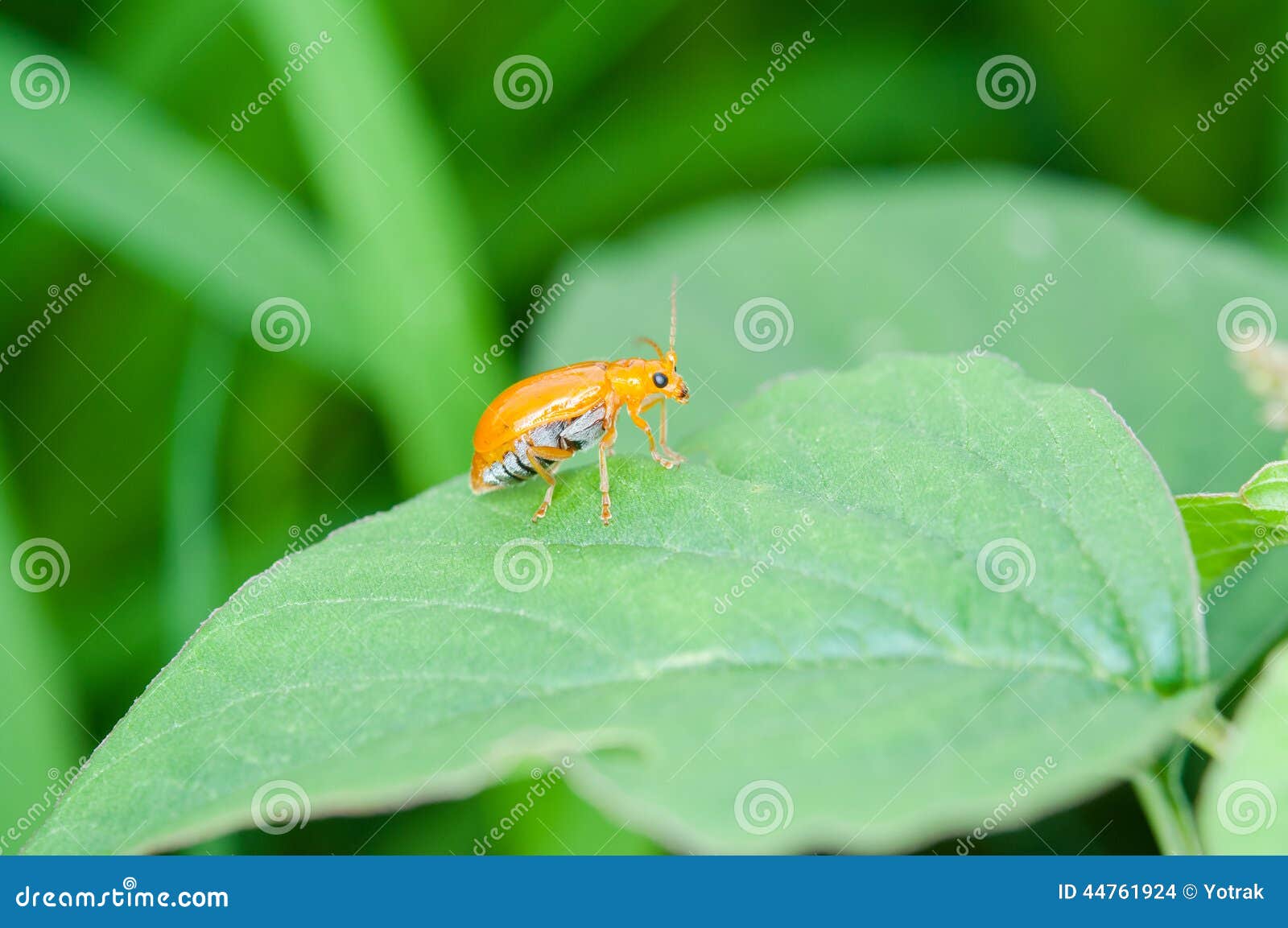 Ladybug running along stock photo. Image of leafs, entomology - 44761924