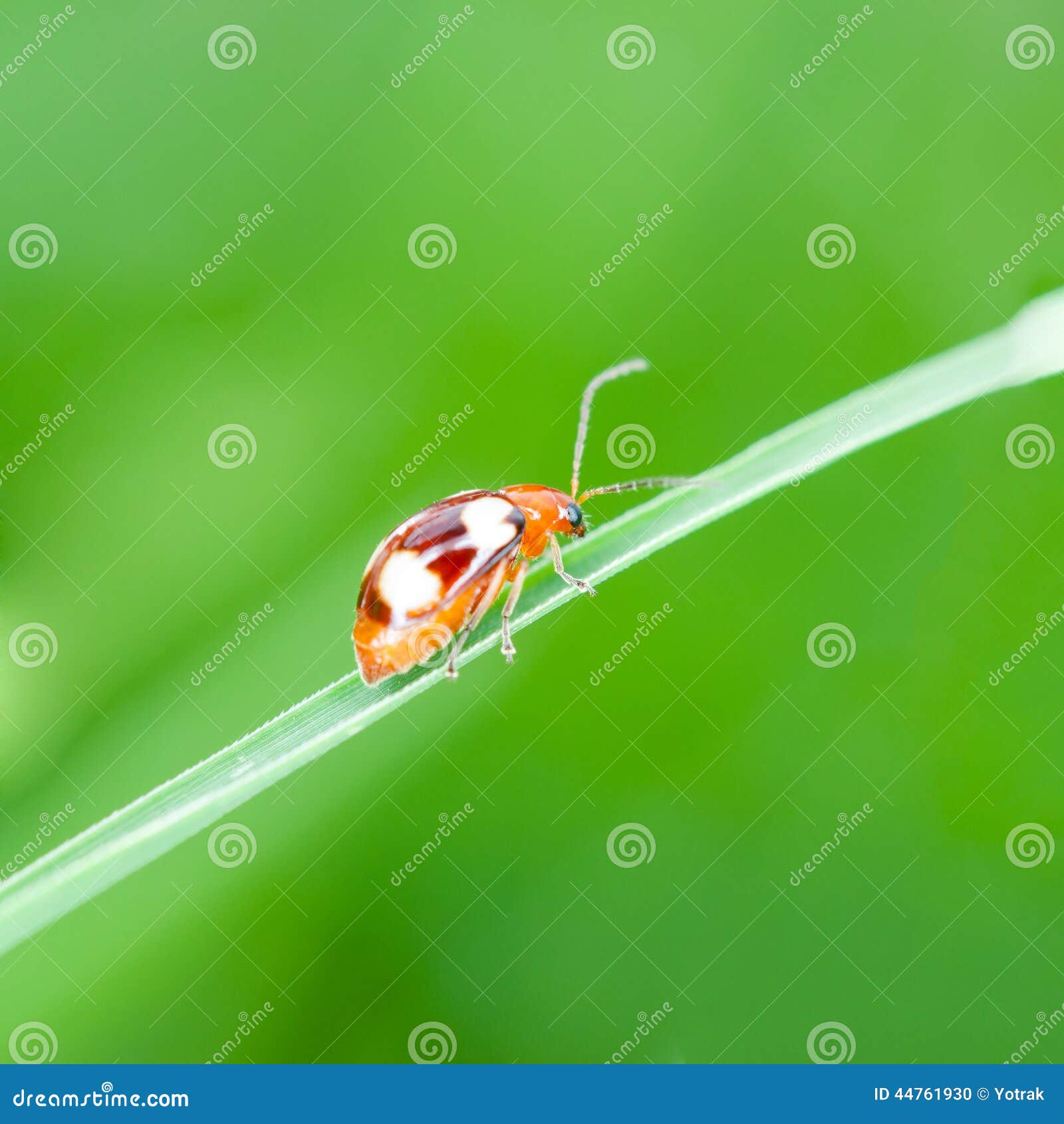 Ladybug running along stock photo. Image of black, legs - 44761930