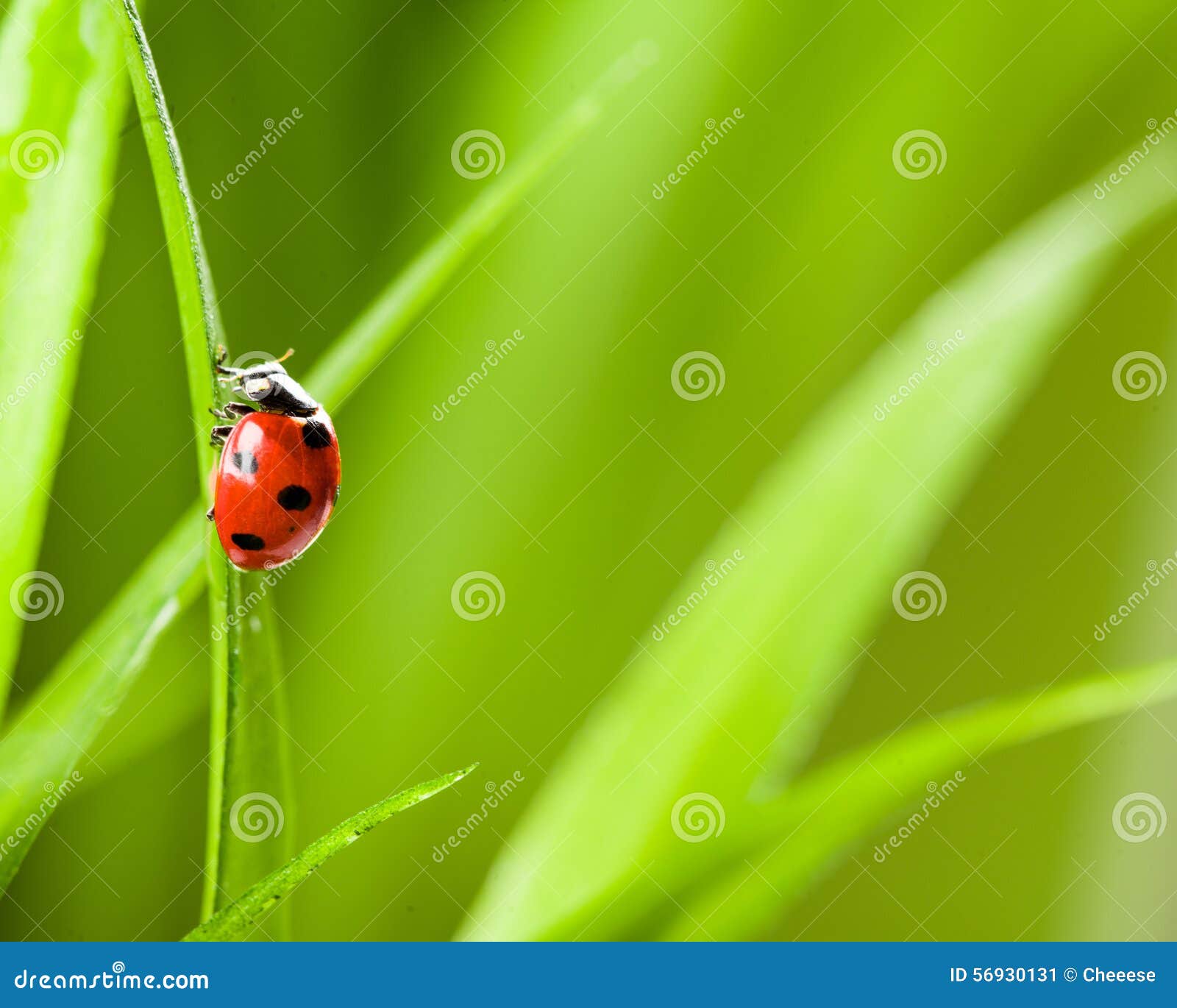 Ladybug Running Along on Blade of Green Grass Stock Image - Image of ...