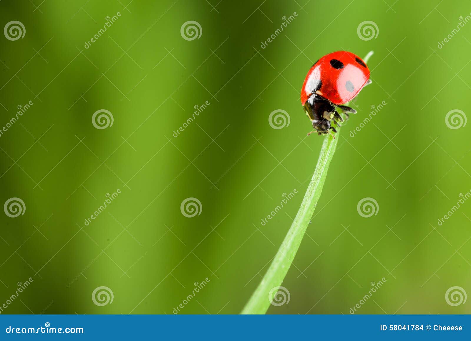 Ladybug Running Along on Blade of Green Grass Stock Photo - Image of ...