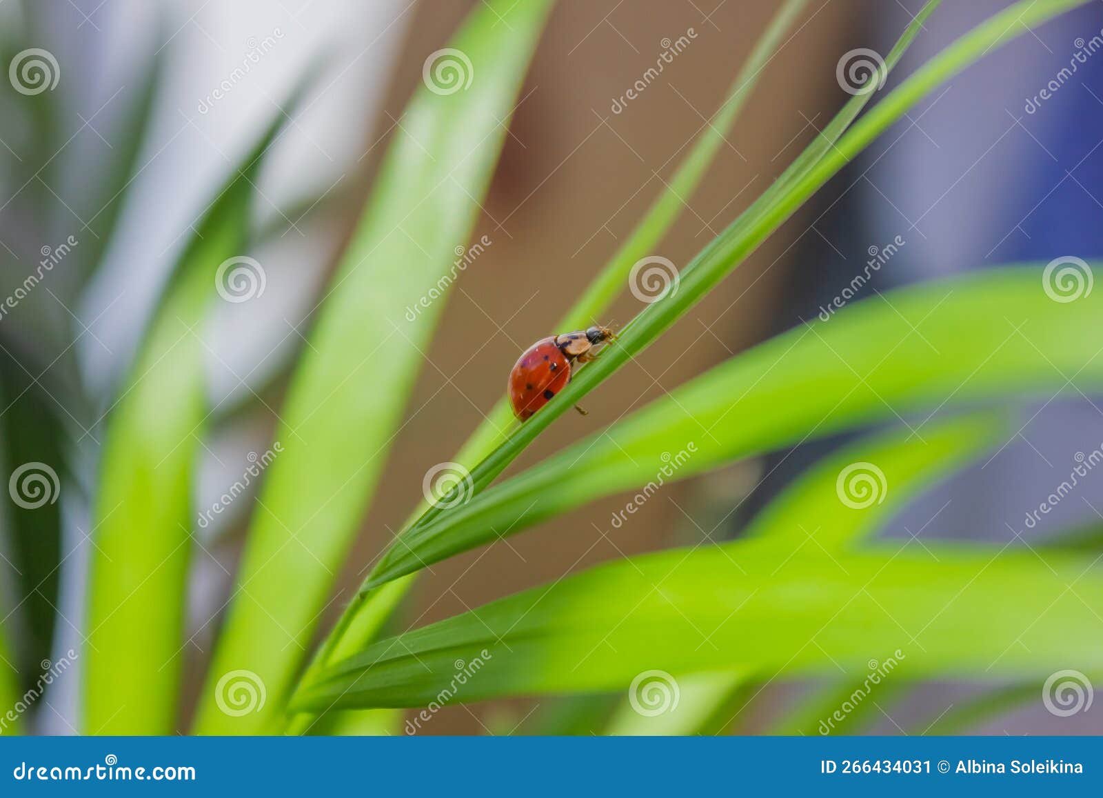 Ladybug Running Along on Blade of Green Grass. Beautiful Nature Stock ...