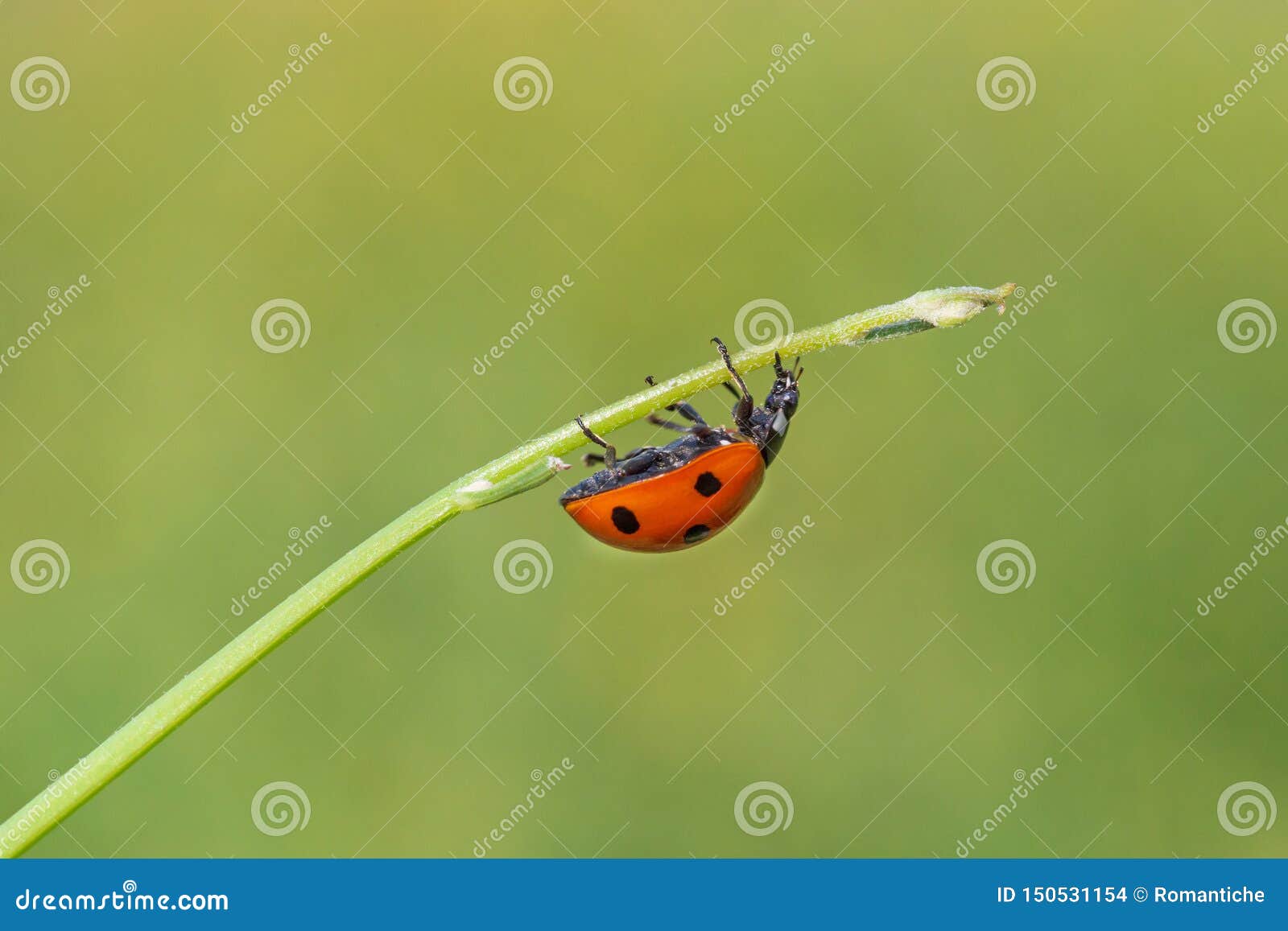 Ladybug Running Upside Down on a Stem Stock Photo - Image of macro ...
