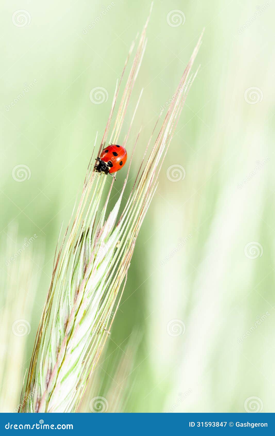 Ladybug on rye ears. stock image. Image of natural, beauty - 31593847