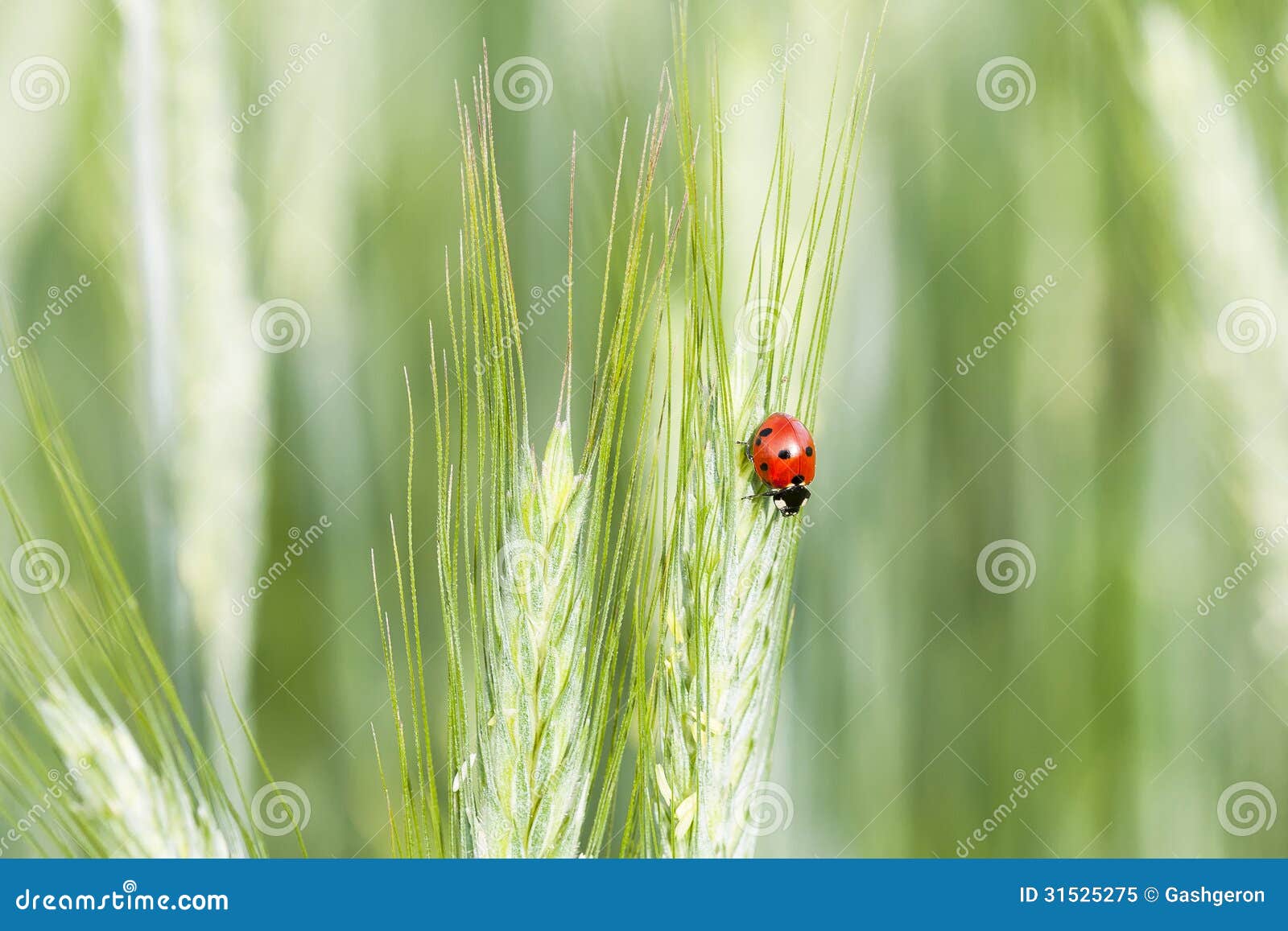 Ladybug on rye ears. stock image. Image of background - 31525275