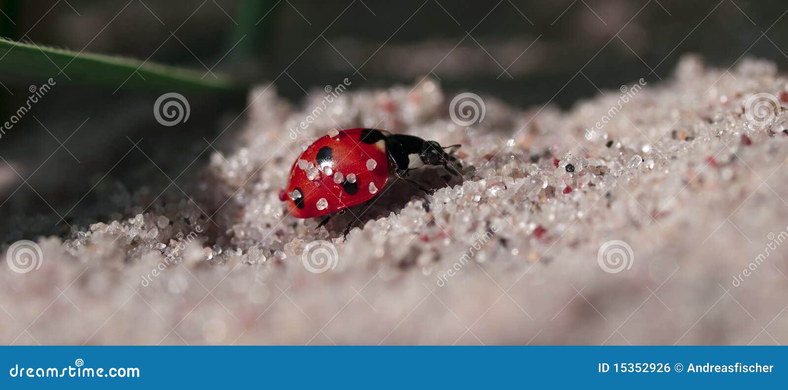 Ladybug on sand stock photo. Image of details, close - 15352926