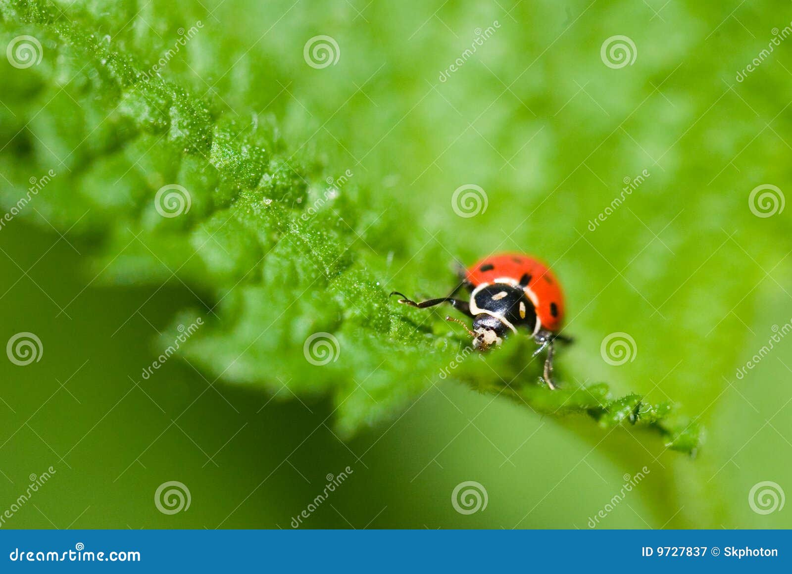 Ladybug saying hello stock image. Image of horizontal - 9727837