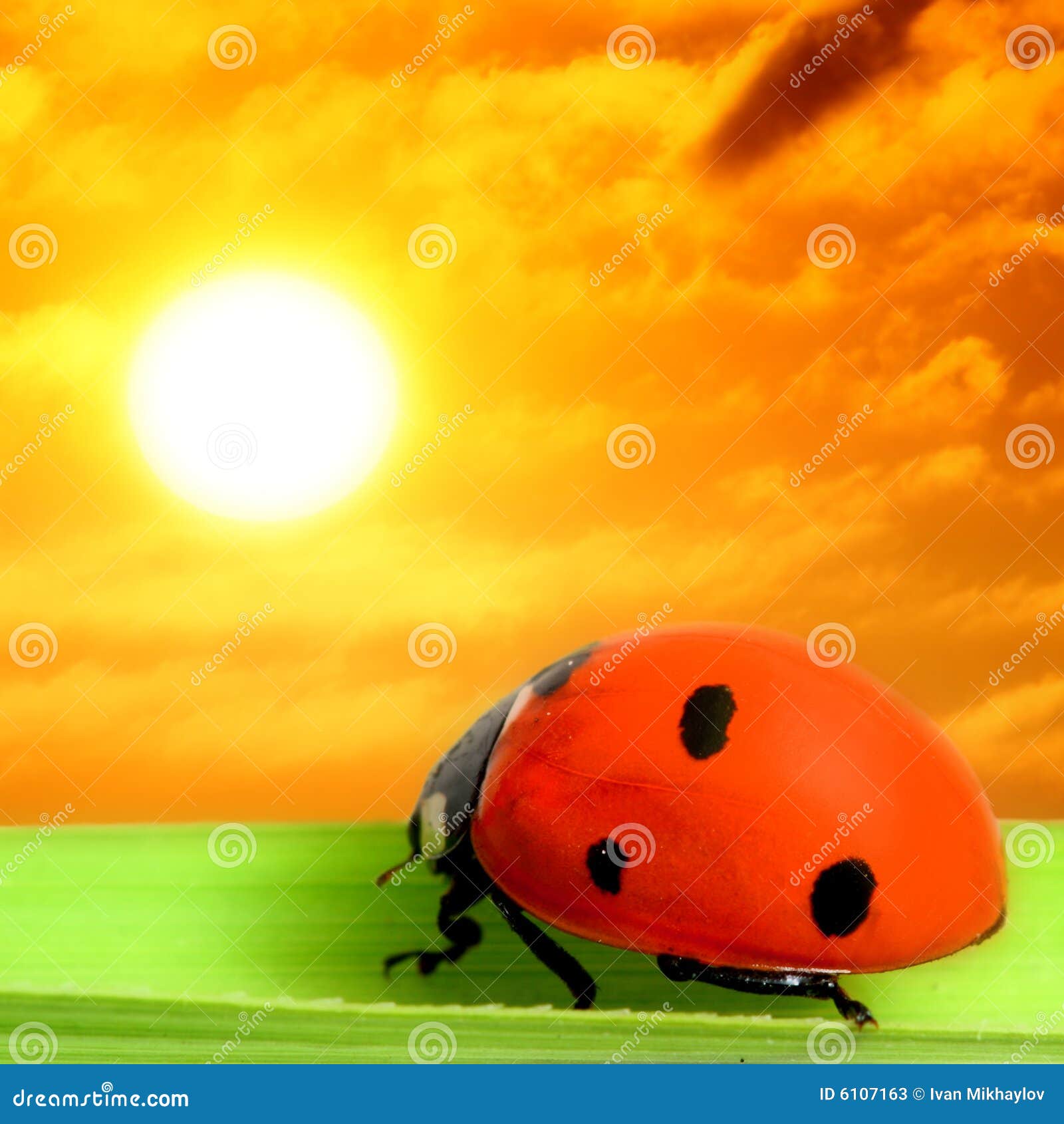 Ladybug see at sunset stock image. Image of lawn, petal - 6107163