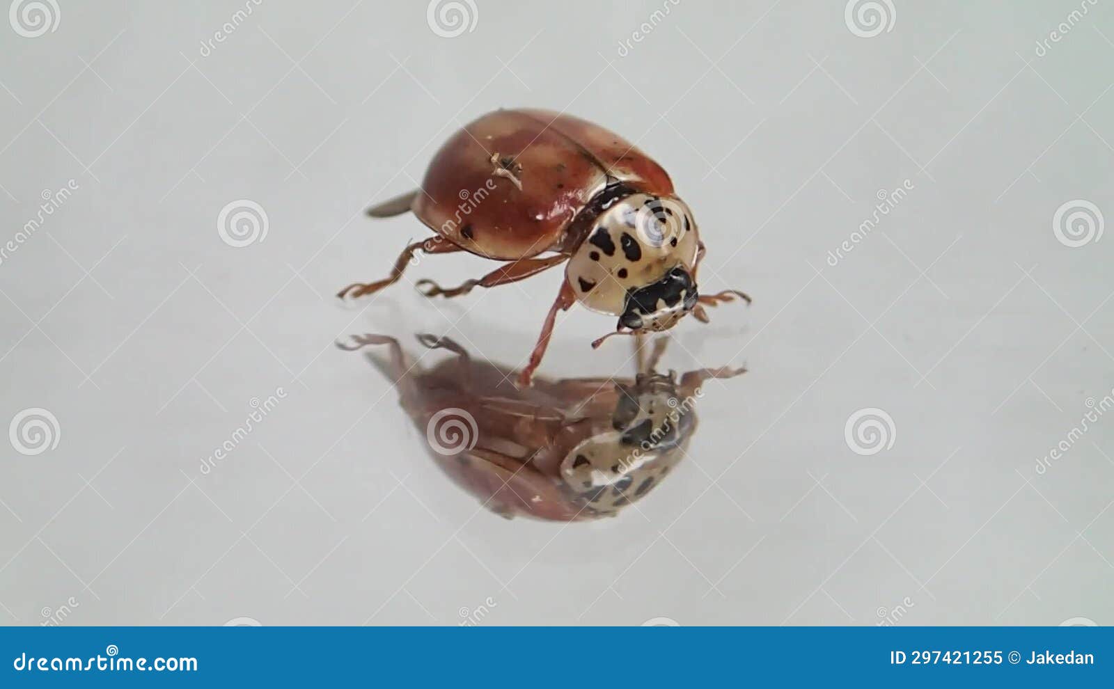 Ladybug Seeing Itself in the Mirror Stock Video - Video of insect ...