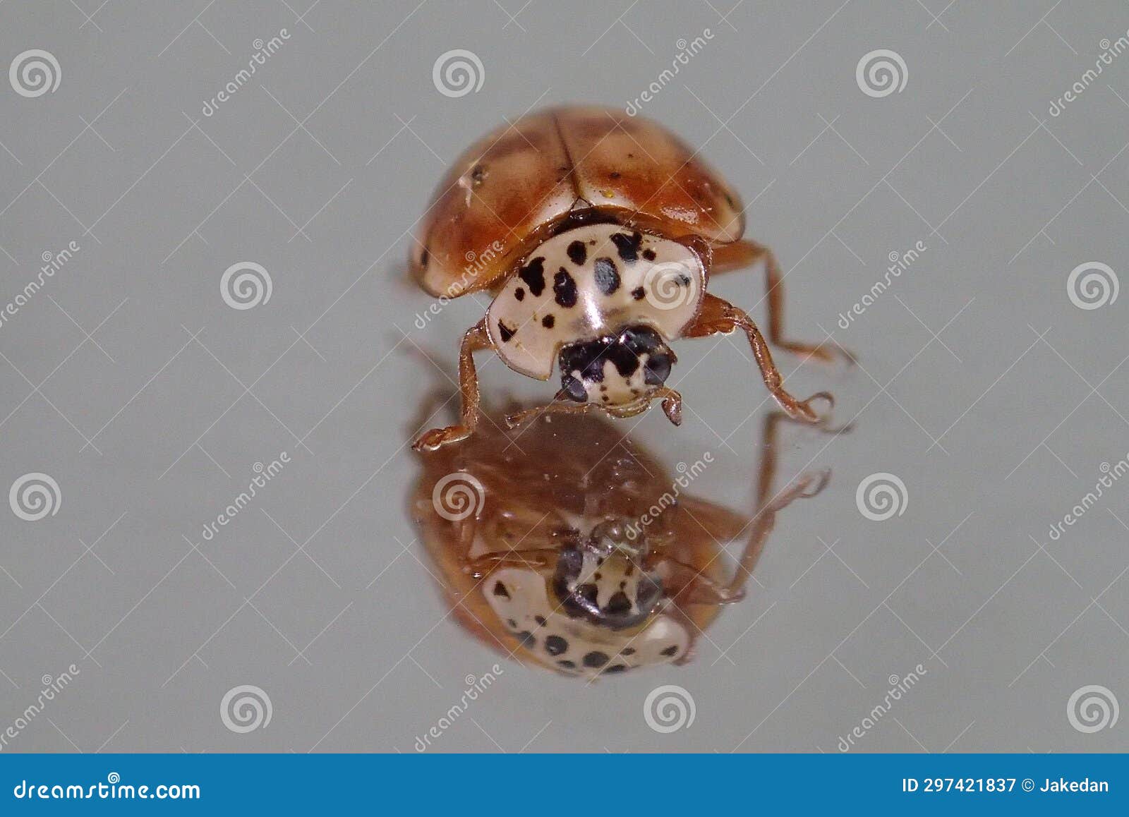 Ladybug Seeing Itself in the Mirror Stock Image - Image of nature, wild ...