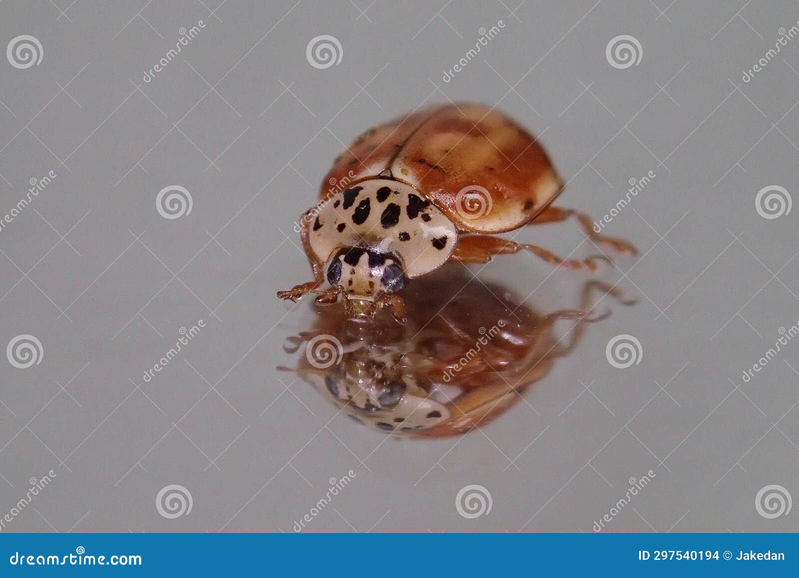 Ladybug Seeing Itself in the Mirror Stock Photo - Image of wildlife ...