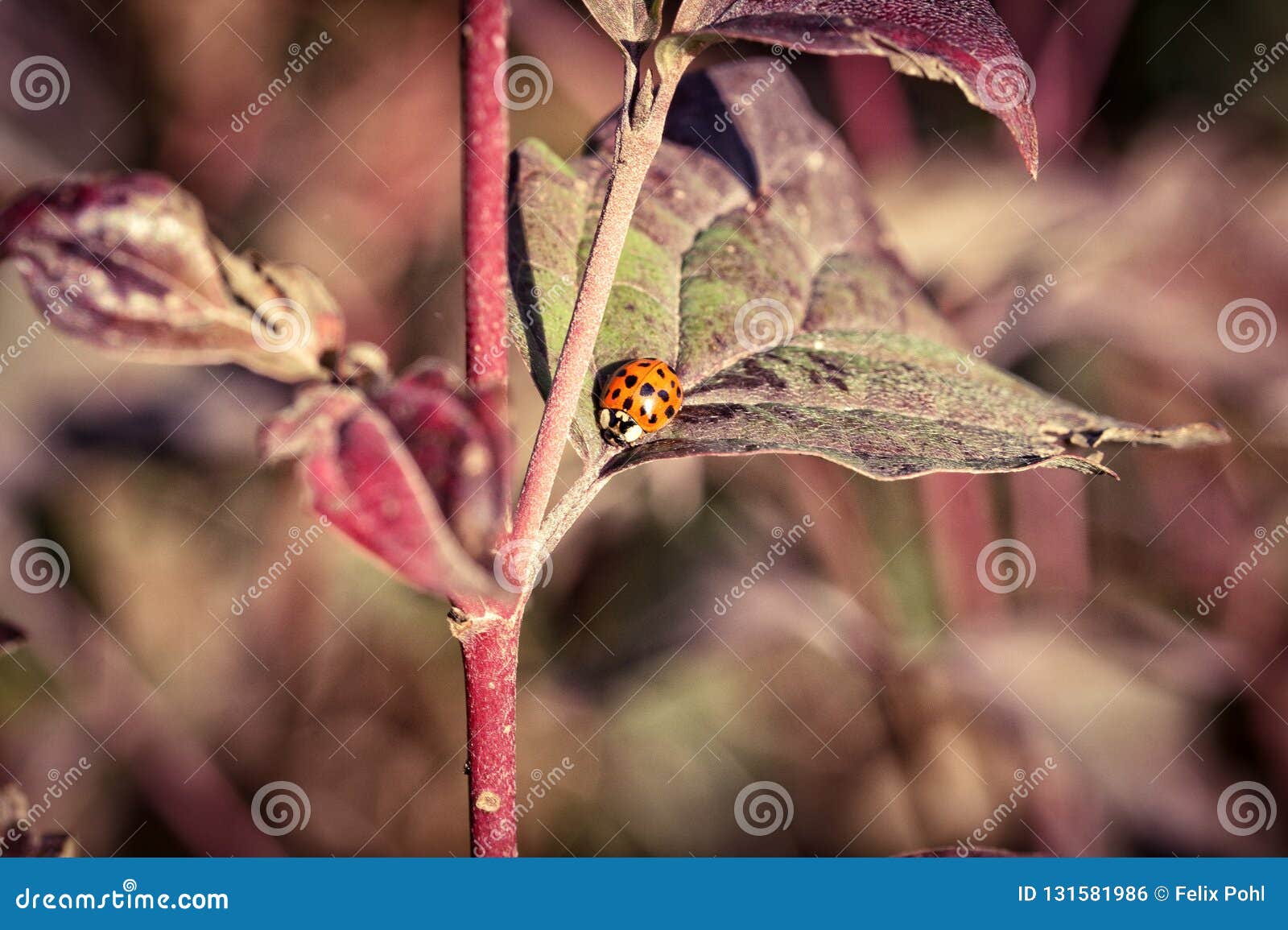 Ladybug on a Sheet in the Fall Stock Photo - Image of fokus, sheet ...