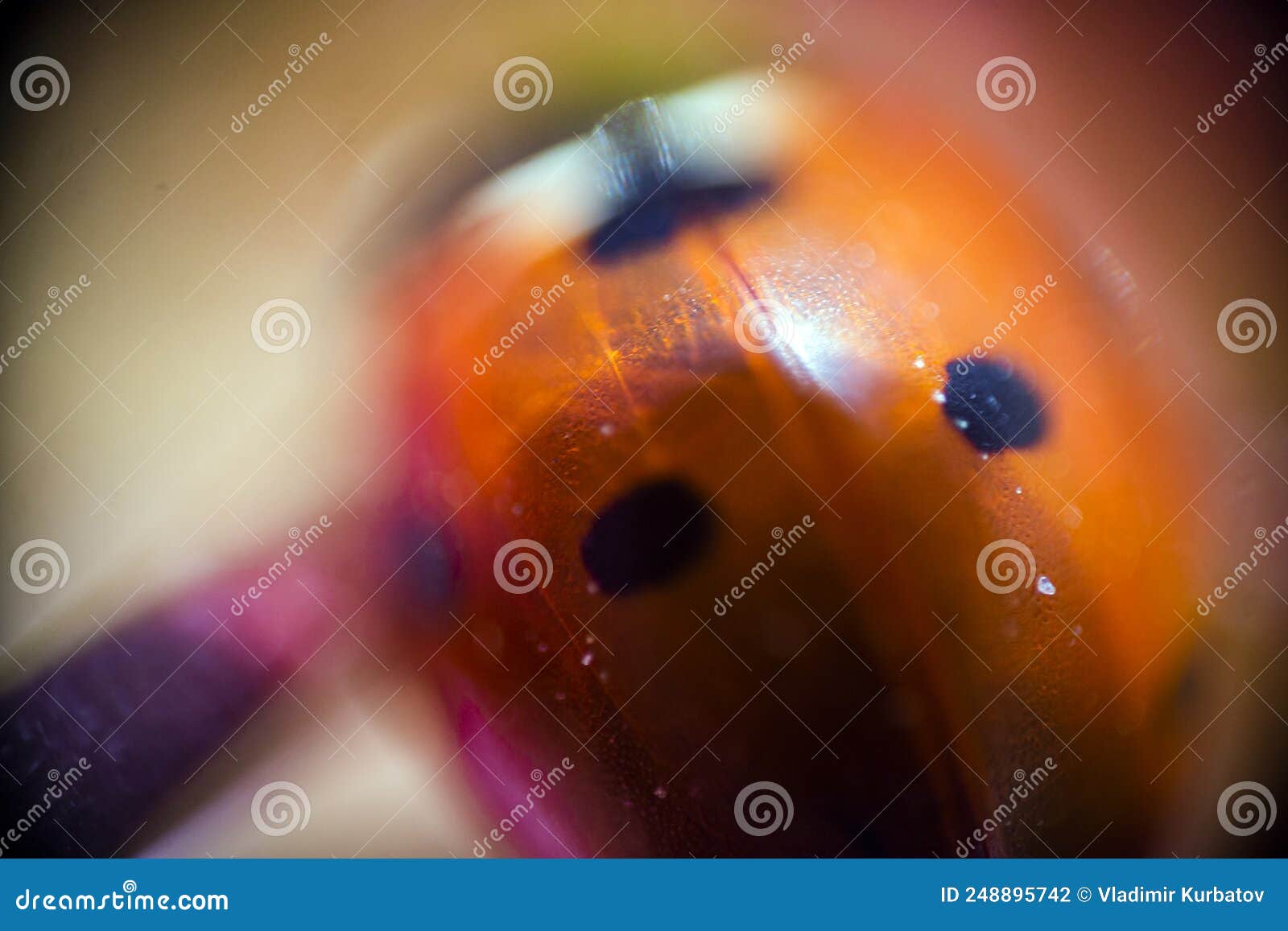 Ladybug Shell with Spots in Macro Stock Photo - Image of petal, circle ...