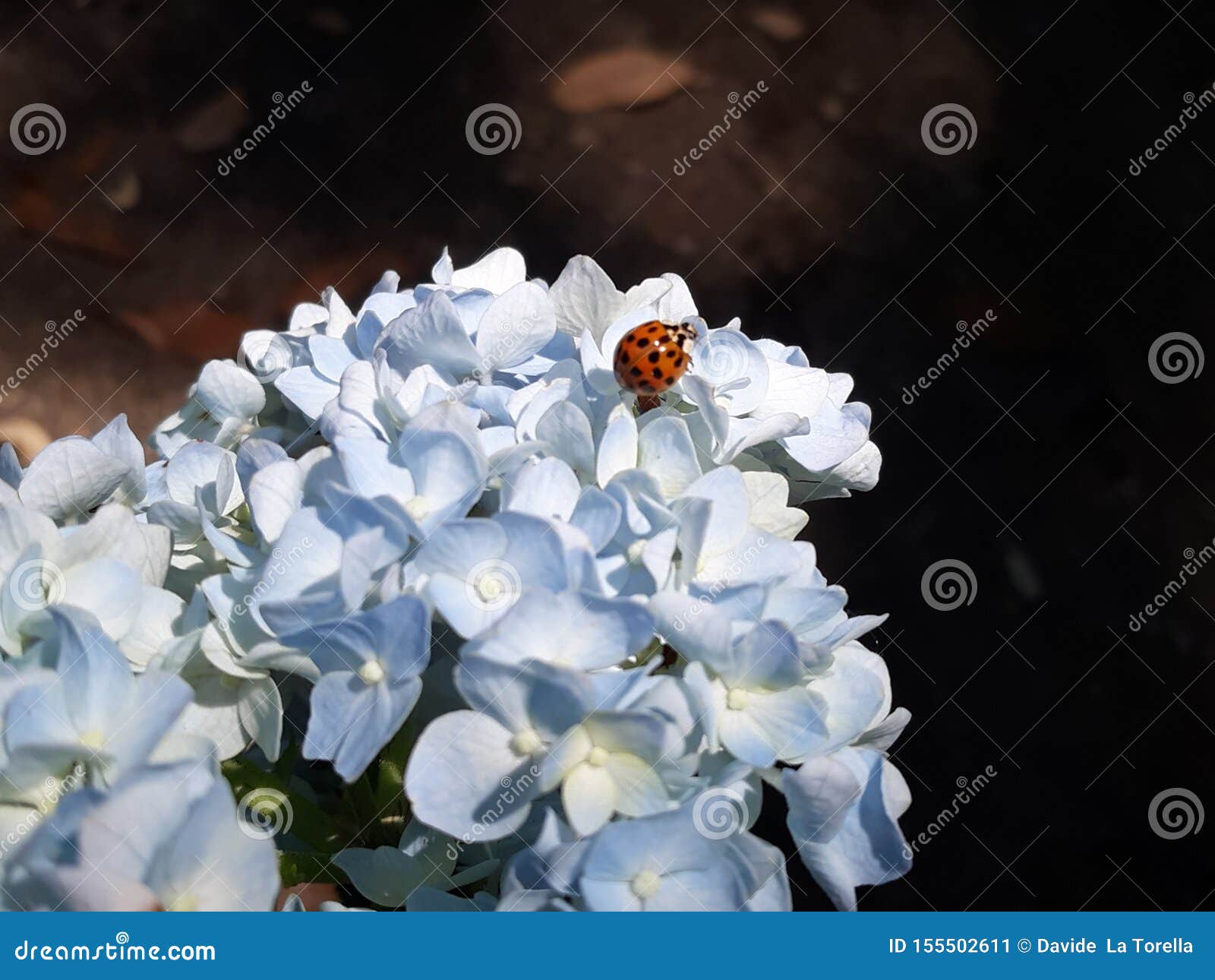 Ladybug Shot 3 stock image. Image of timed, perfectly - 155502611