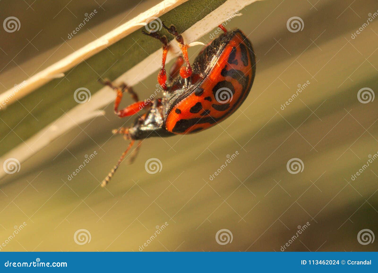 Ladybug Sith Pattern stock photo. Image of insect, sith - 113462024
