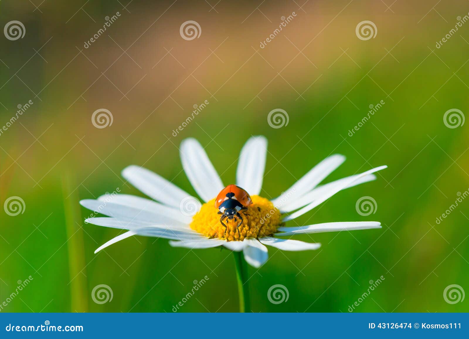 Ladybug Sits on a Beautiful Daisy Stock Photo - Image of beauty, petal ...
