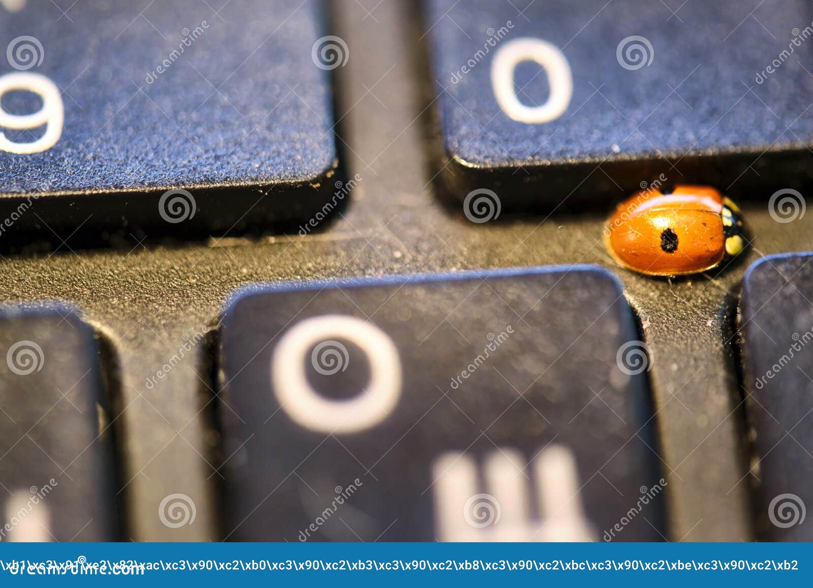 A Ladybug Sits on a Computer Keyboard Color Stock Image - Image of ...