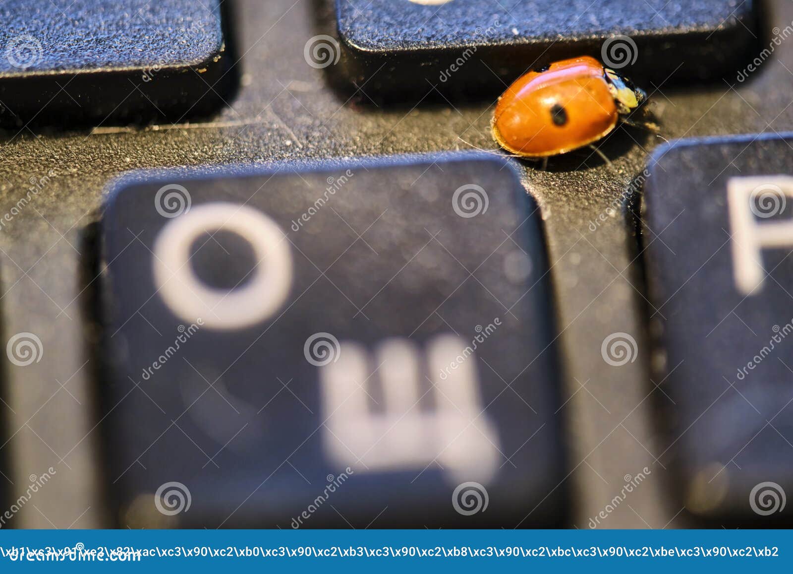 A Ladybug Sits on a Computer Keyboard Color Stock Photo - Image of ...