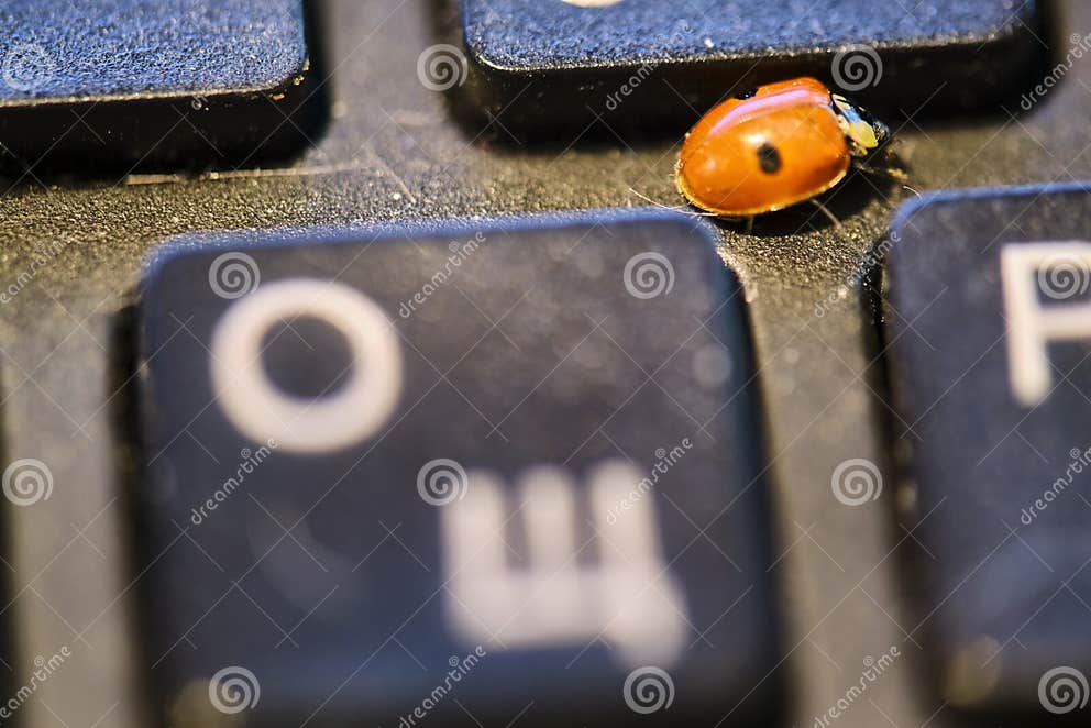 A Ladybug Sits on a Computer Keyboard Color Stock Photo - Image of ...