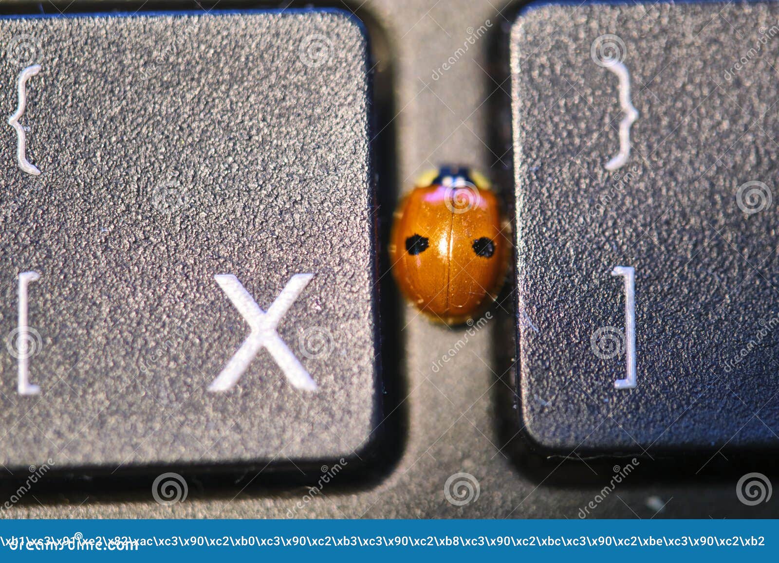 A Ladybug Sits on a Computer Keyboard Color Stock Photo - Image of ...