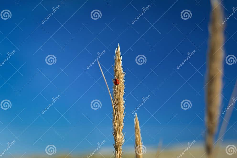 The ladybug sits on a cone stock image. Image of cone - 70806329