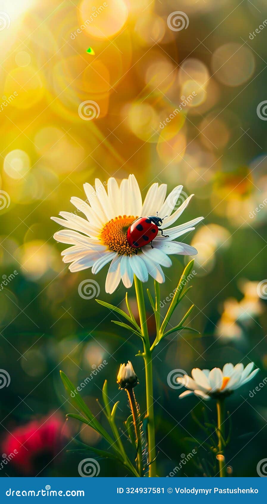 A Ladybug Sits on a Daisy in the Sun Stock Image - Image of white ...
