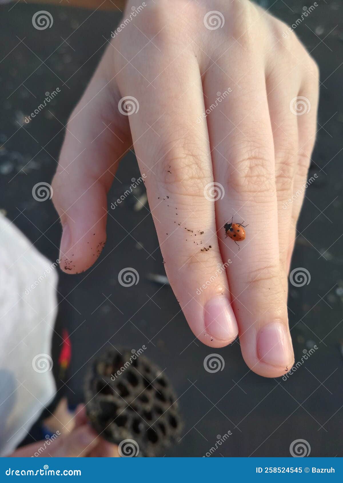 Ladybug sits on a finger stock image. Image of biology - 258524545