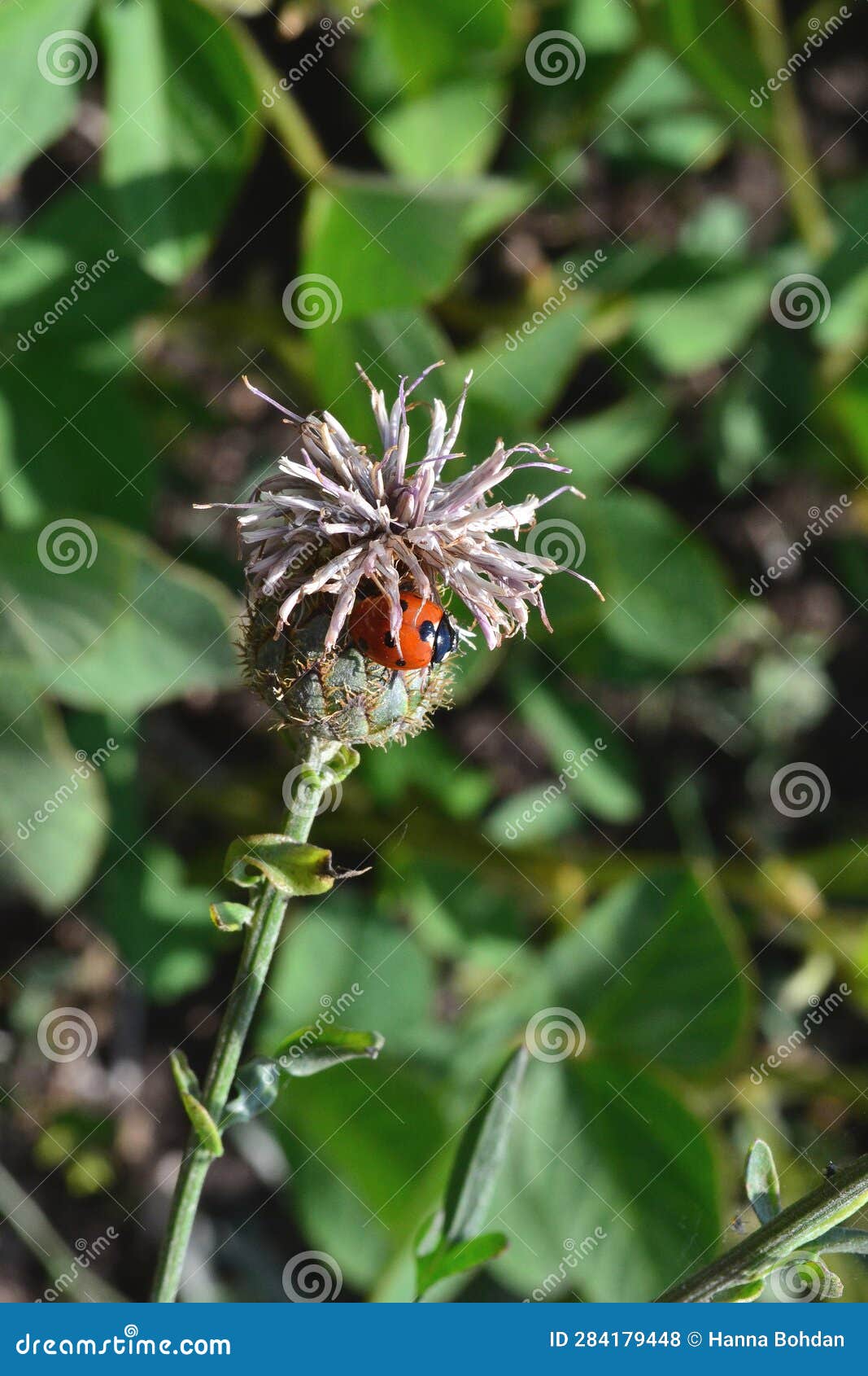 A Ladybug Sits on a Flower in a Field Stock Photo - Image of yellow ...