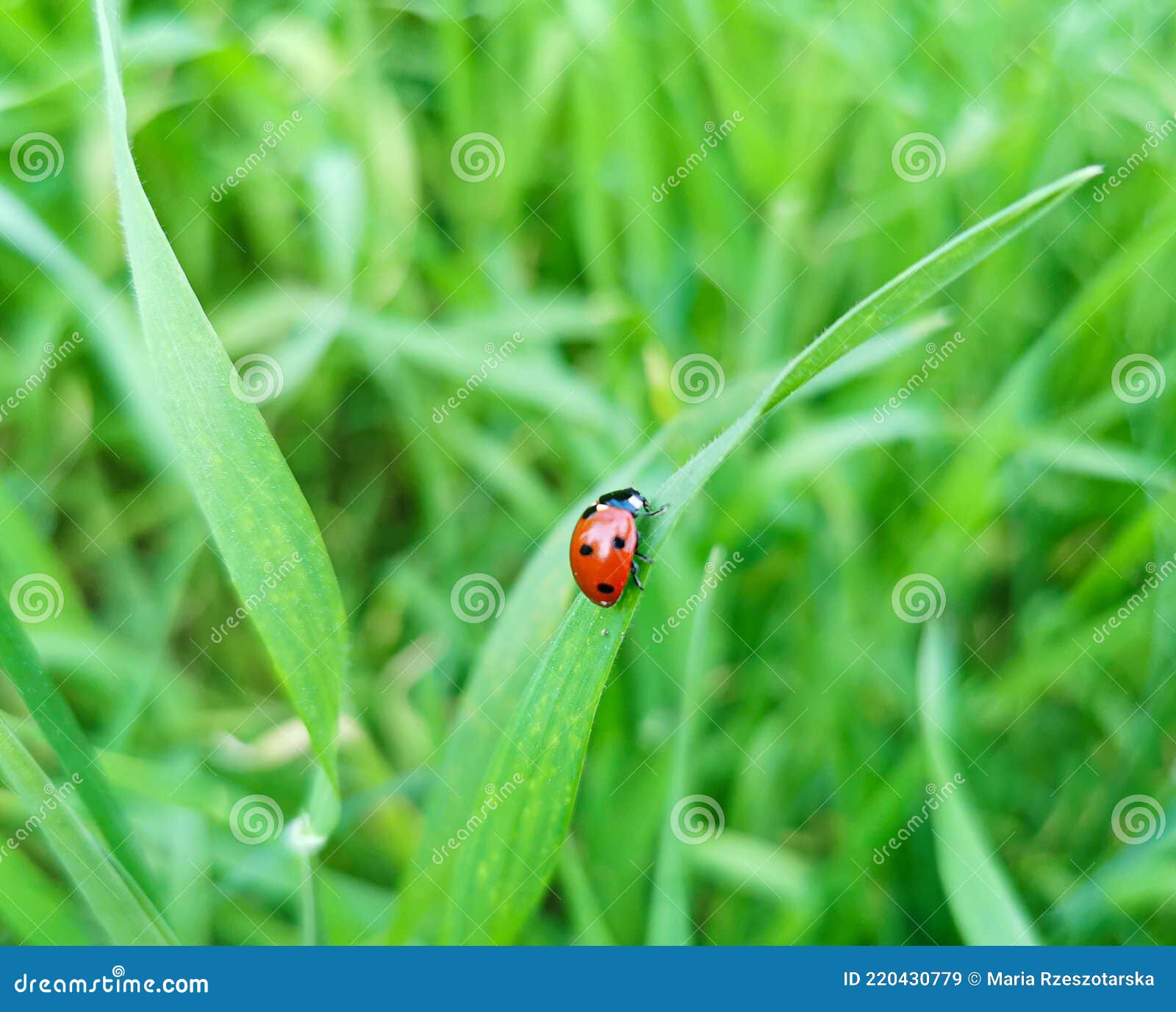 Ladybug sits on grass stock image. Image of animal, lady - 220430779