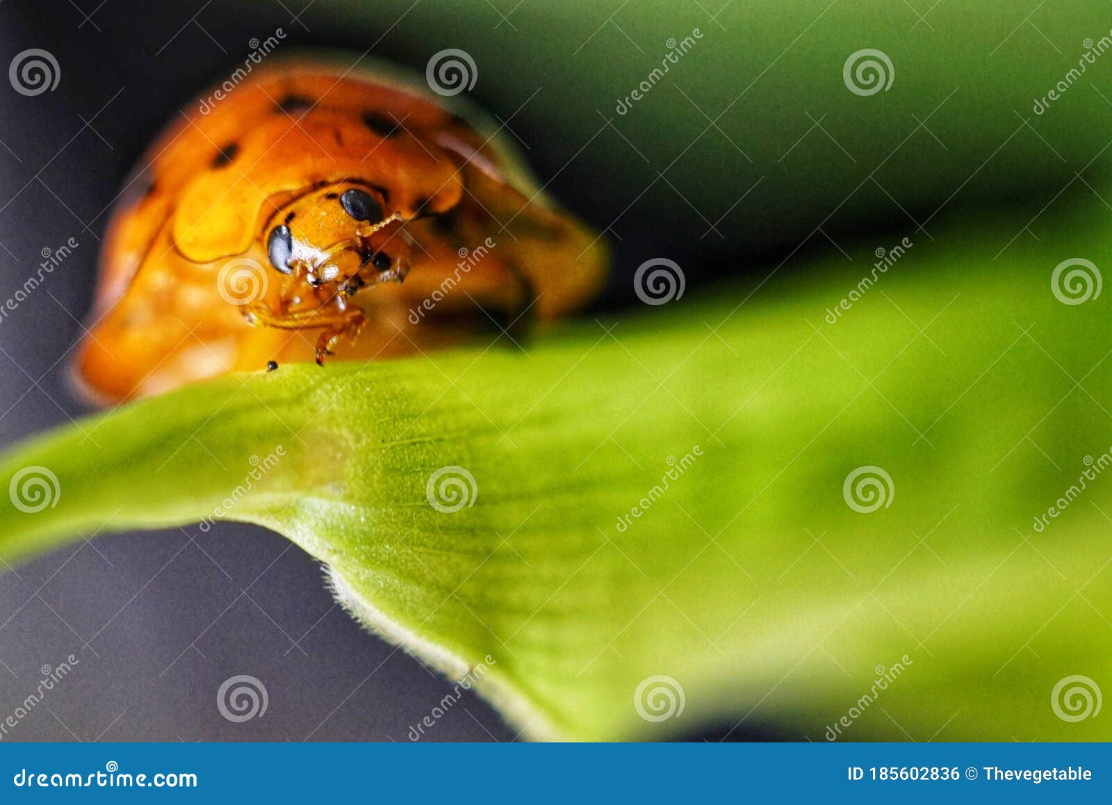 A Ladybug Alone at the End of a Leaf Stock Photo - Image of leaf, alone ...
